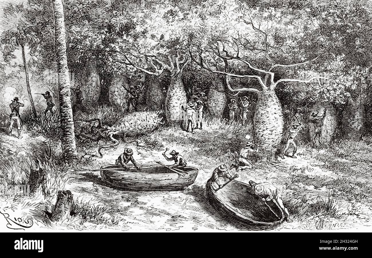Fabrication de canoës pour fuir les indigènes de tobas, fleuve Paraguay ...