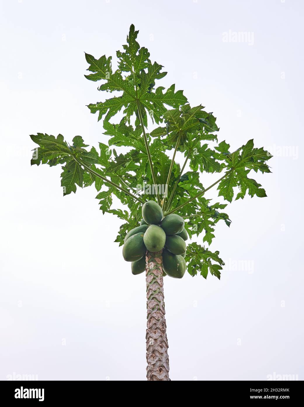 Java fig tree Banque de photographies et d’images à haute résolution ...