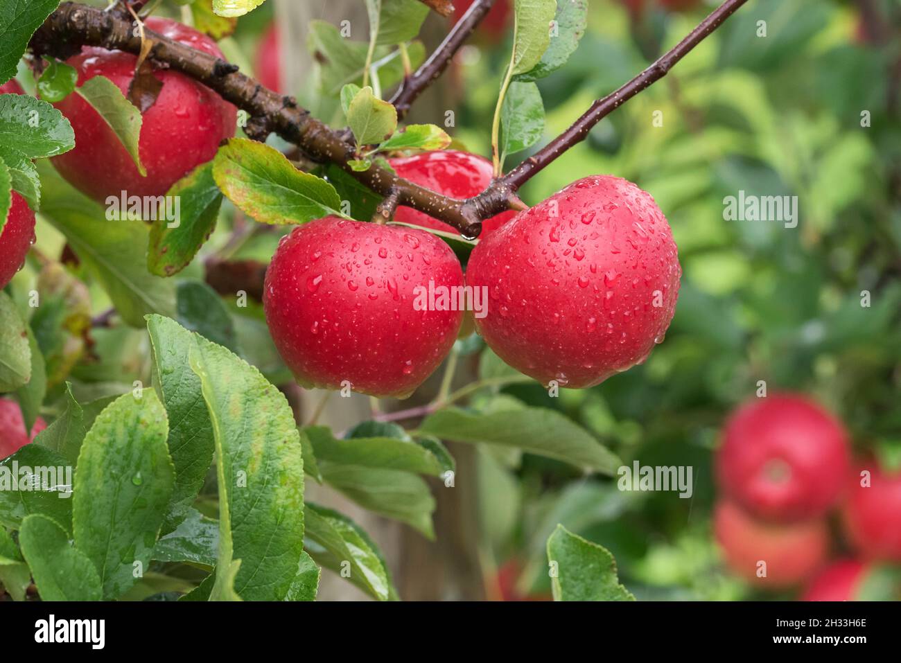 Malus domestica nicoter Banque de photographies et d’images à haute résolution - Alamy