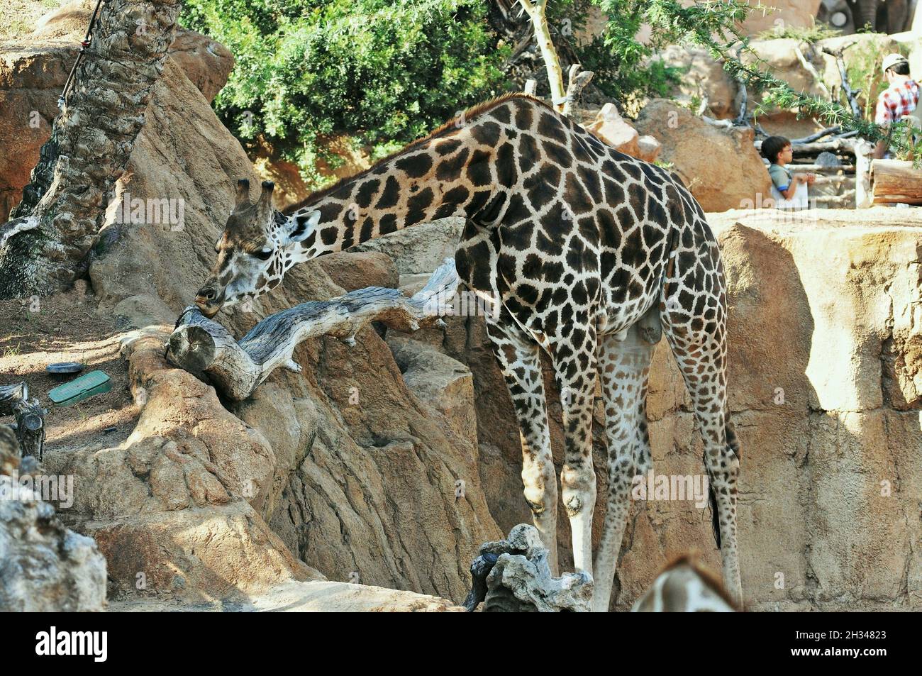 Zoo de valence Banque de photographies et d’images à haute résolution ...