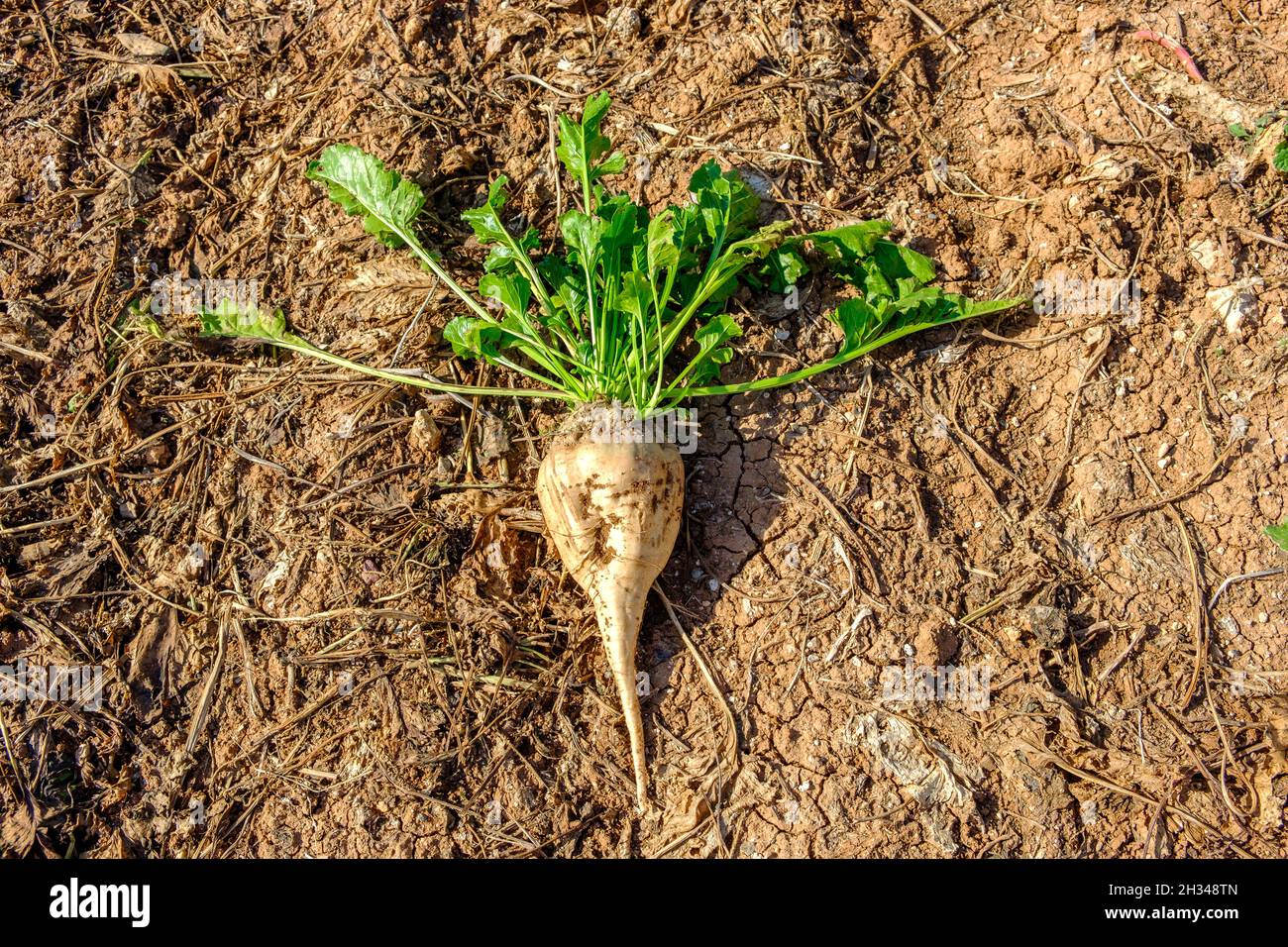 Feuilles de betterave à sucre Banque de photographies et d’images à ...