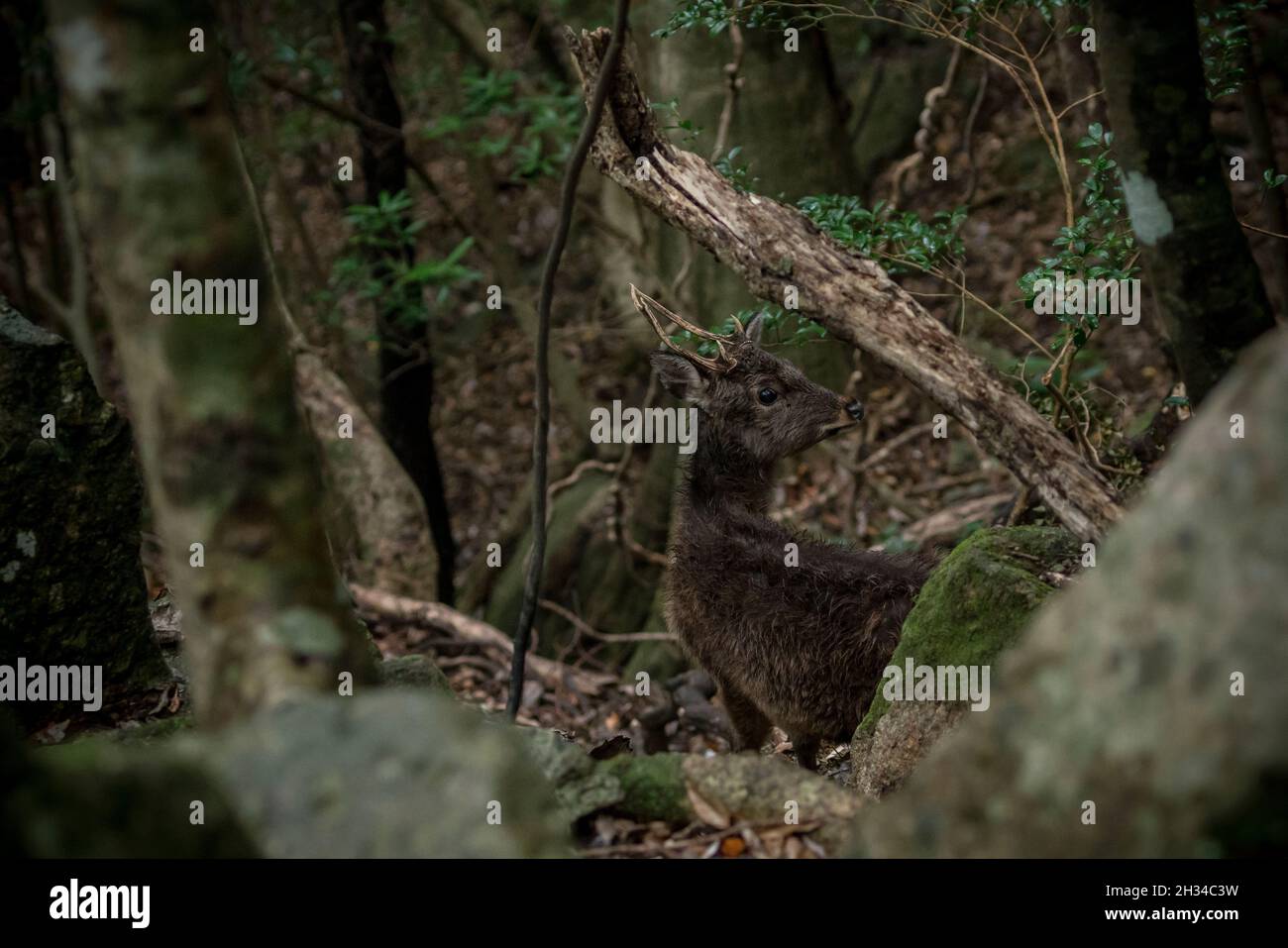 Cervus nippon yakushimae Banque de photographies et d’images à haute ...
