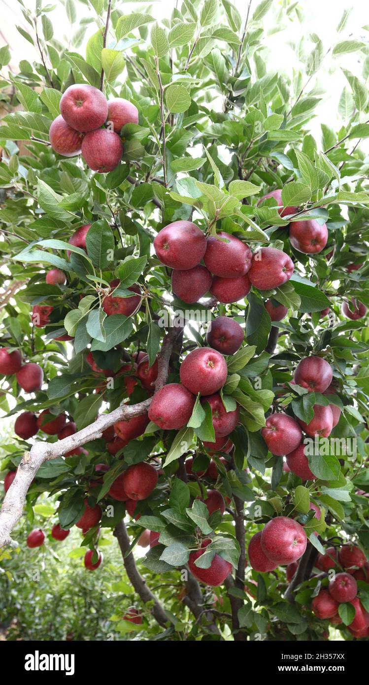 Faire pousser un pommier Banque de photographies et d’images à haute ...