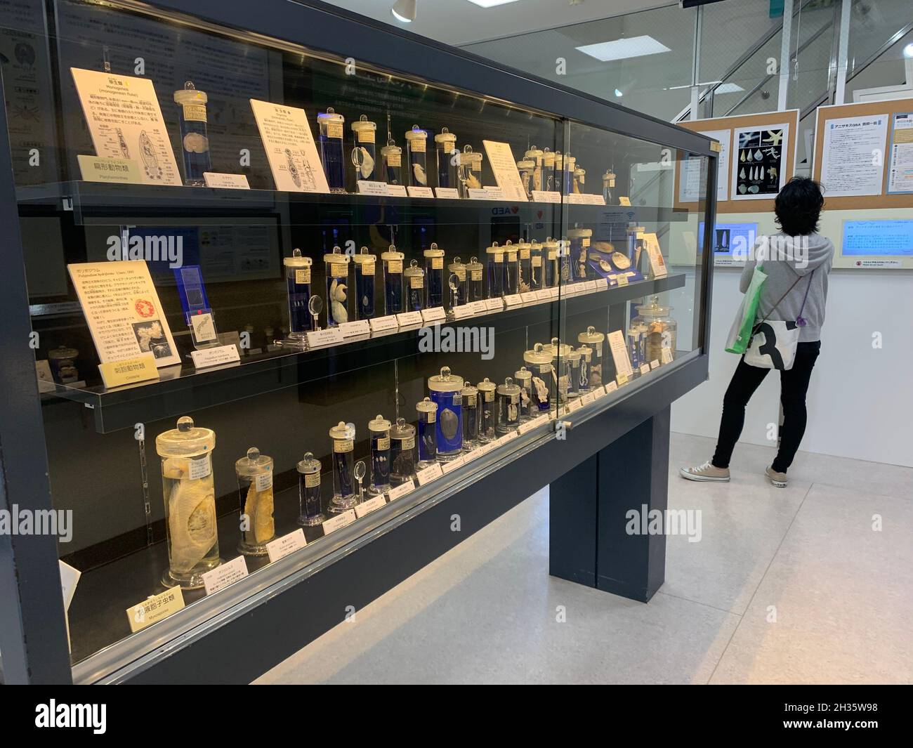 Meguro parasitological museum in tokyo Banque de photographies et d ...