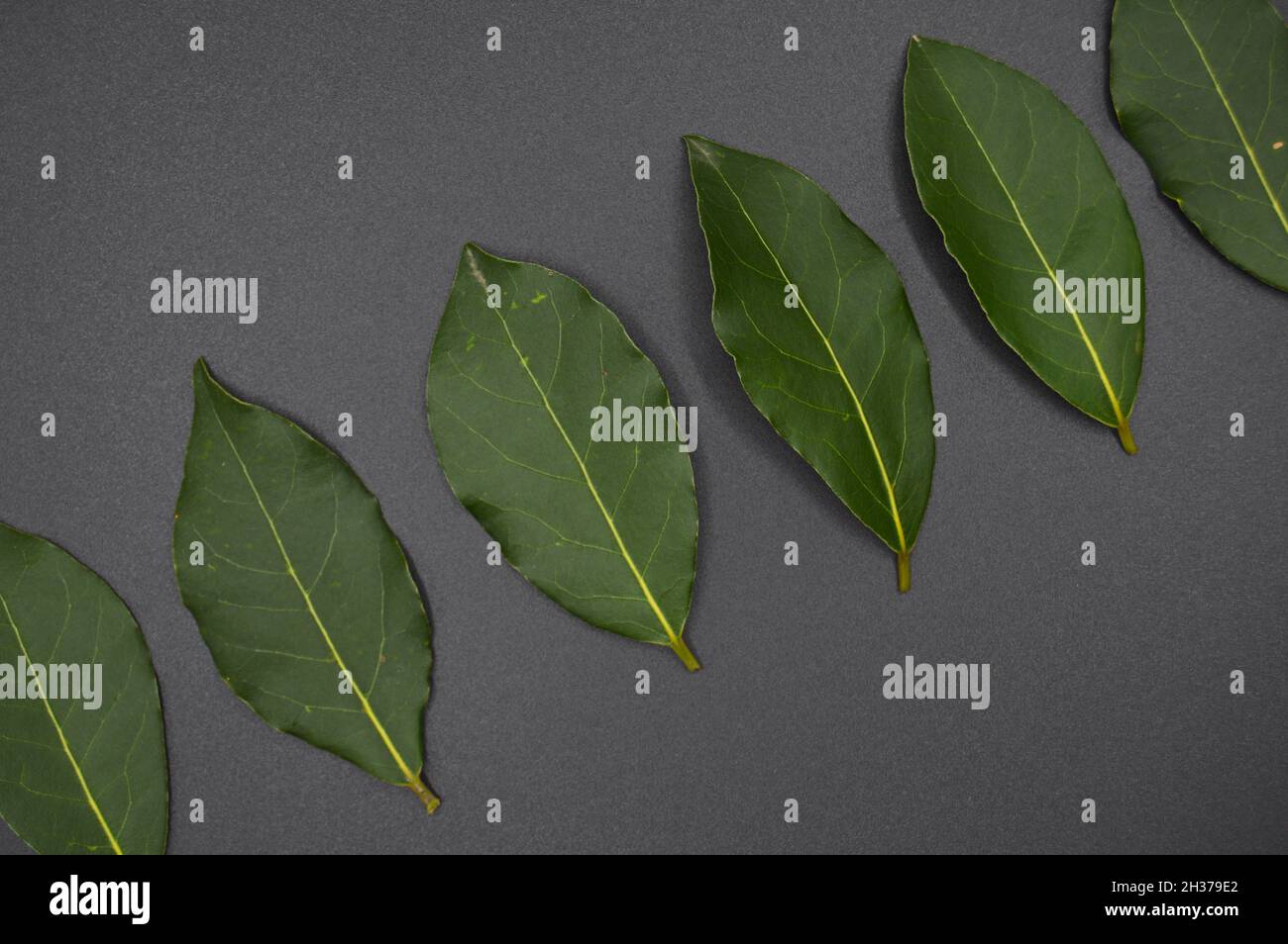 Feuille de Daphné, feuille de Laurier aromatique, feuille de Laurus ... Feuille de Daphné, feuille de Laurier aromatique, feuille de Laurus ...