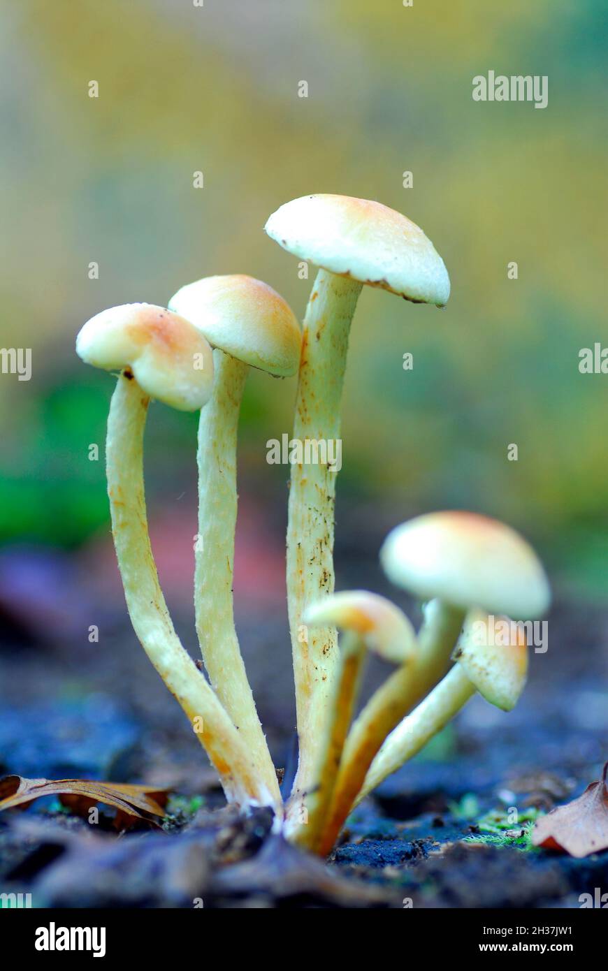 Champignons hallucinogènes Banque de photographies et d’images à haute ...