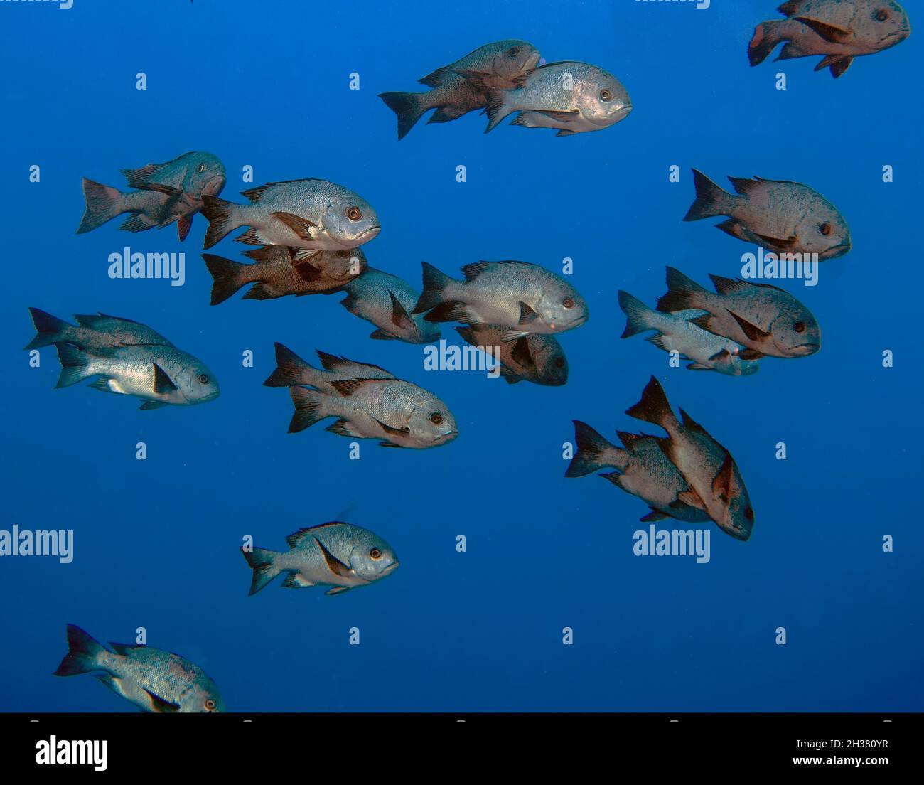 School of black and white snapper fish Banque de photographies et d ...