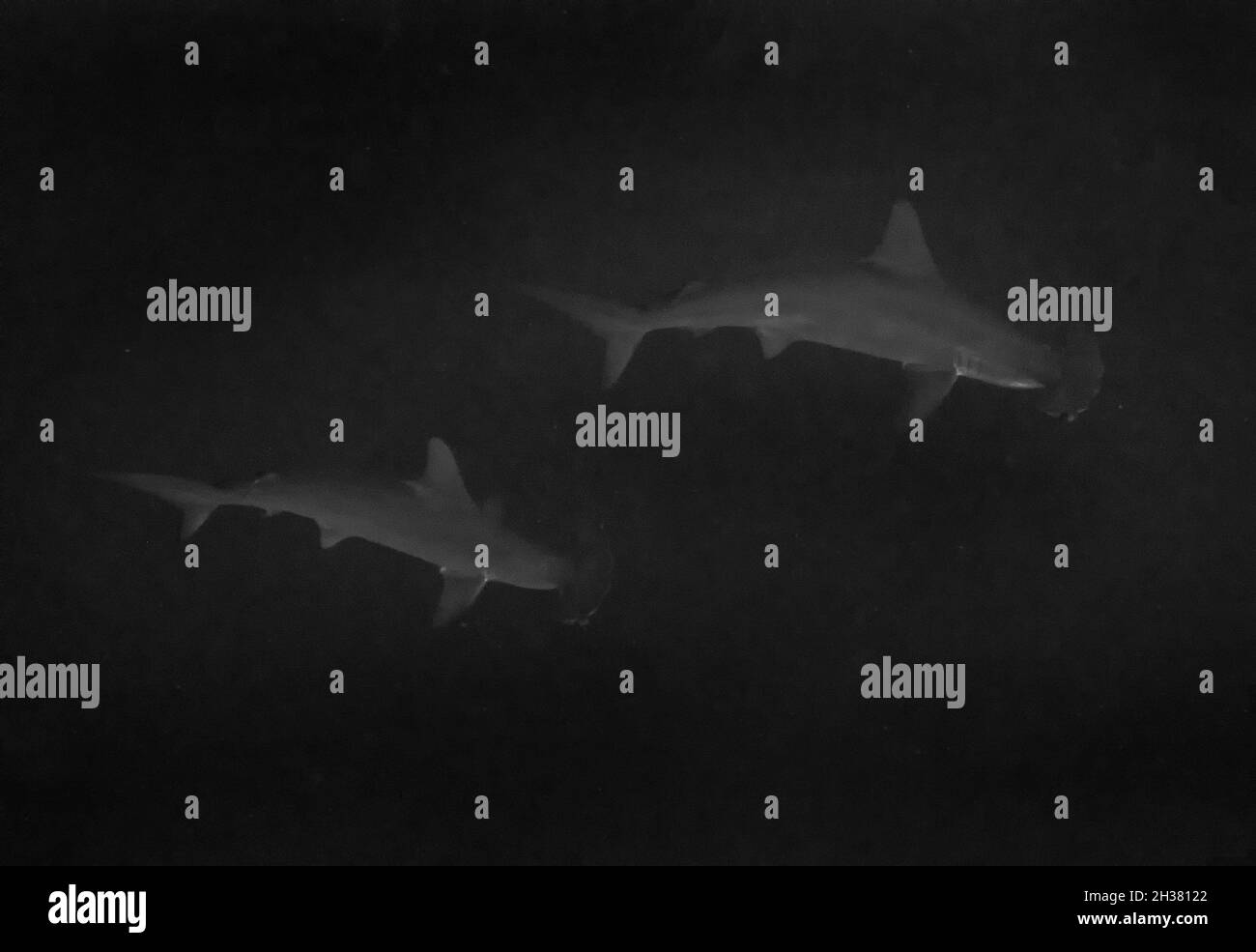 Requins marteaux sphyrna lewini Banque de photographies et d’images à ...