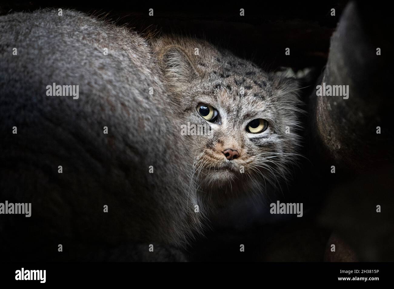 Manul ou pallaskatze Banque de photographies et d’images à haute ...