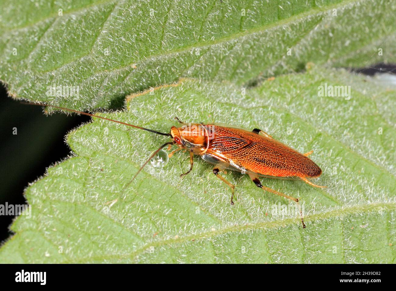 Cafard australien Banque de photographies et d’images à haute ...