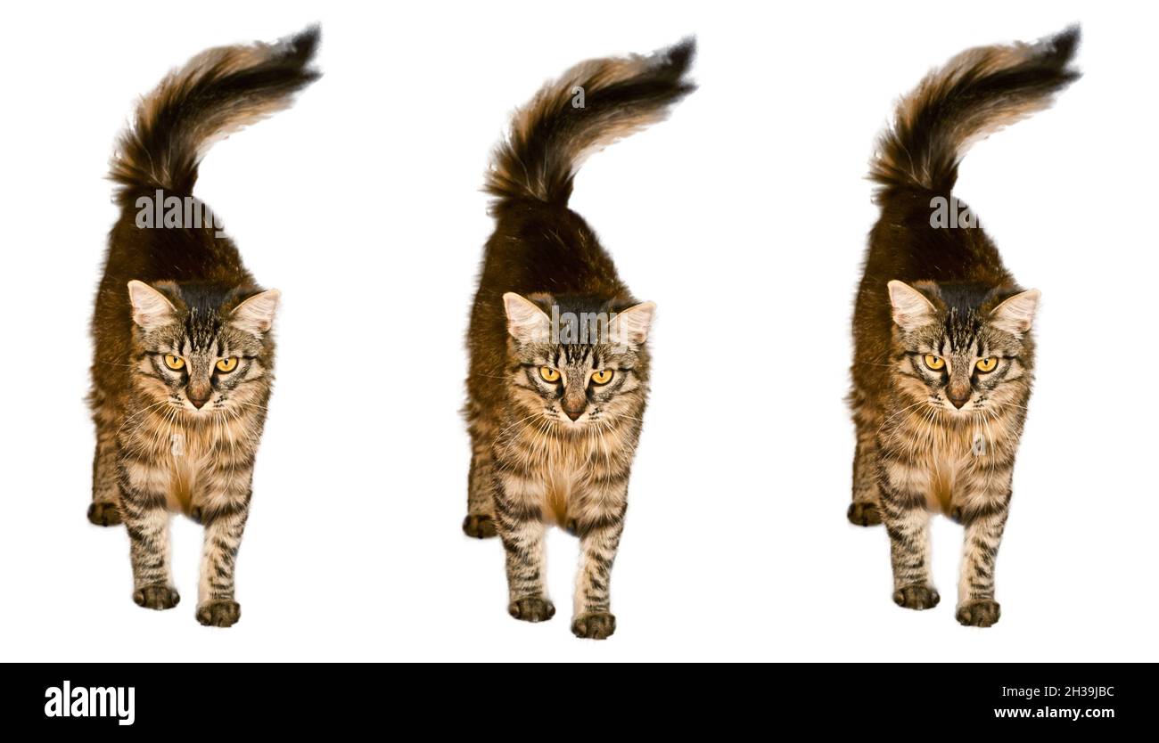 Clonage animal Banque de photographies et d’images à haute résolution ...