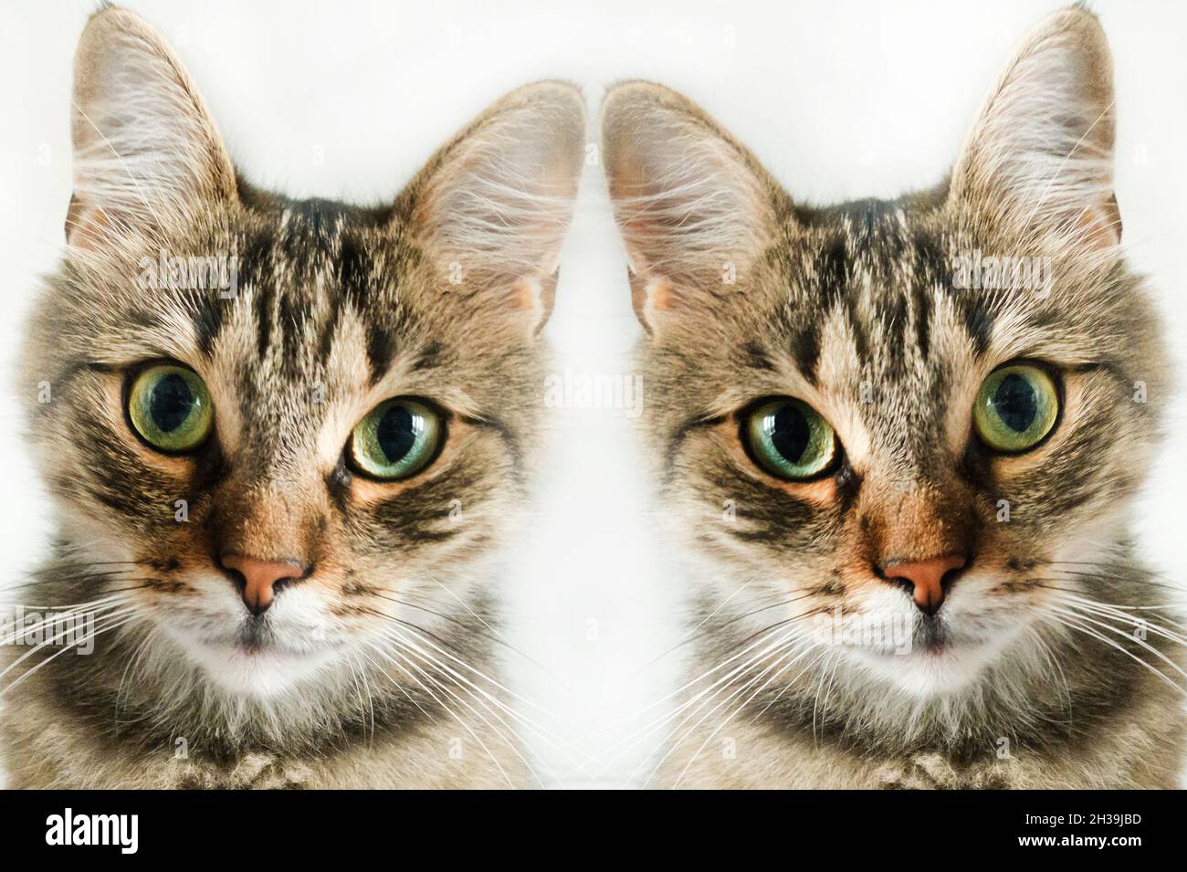 Clonage animal Banque de photographies et d’images à haute résolution ...