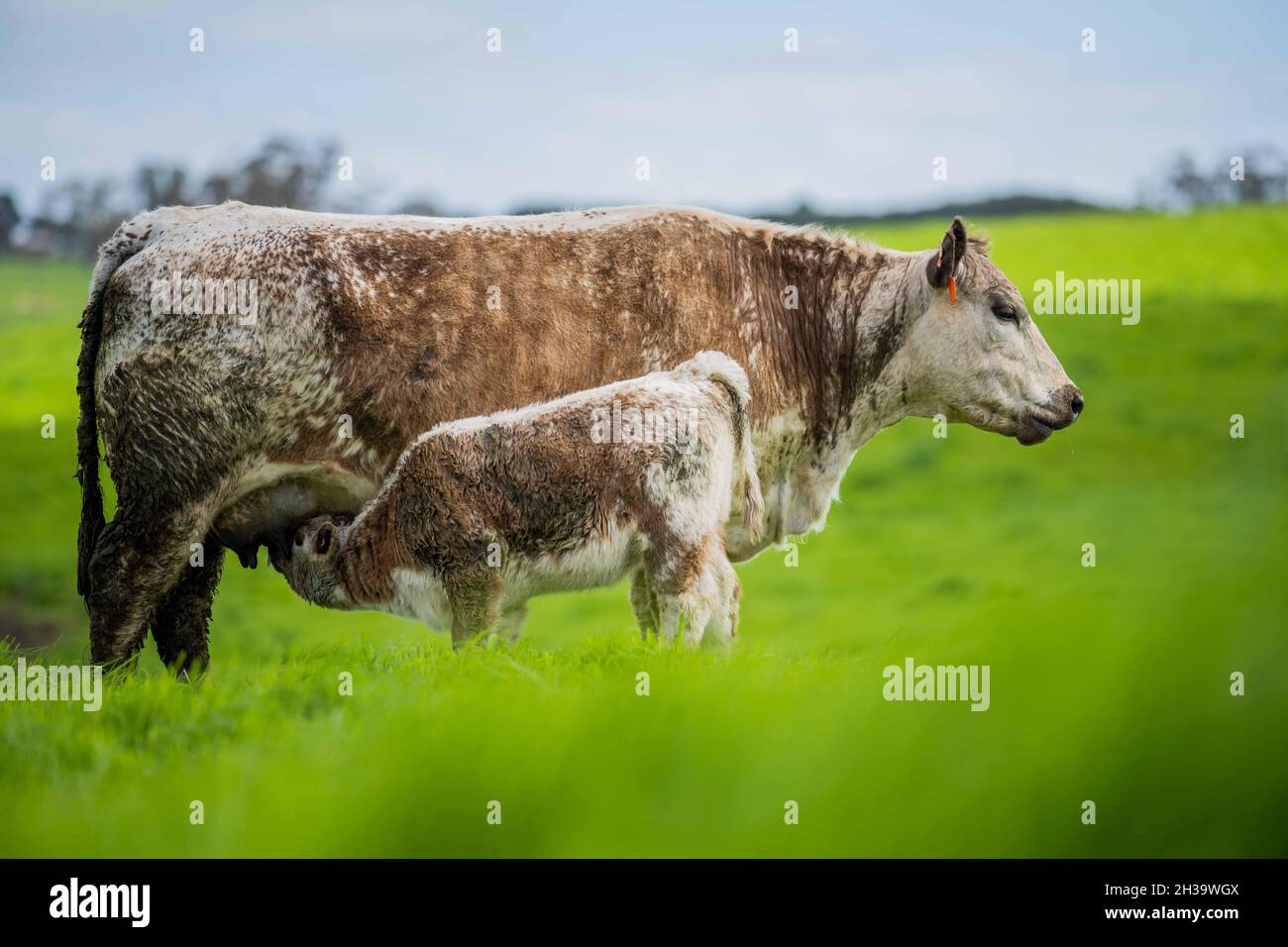 Races de boeuf angus Banque de photographies et d’images à haute ...
