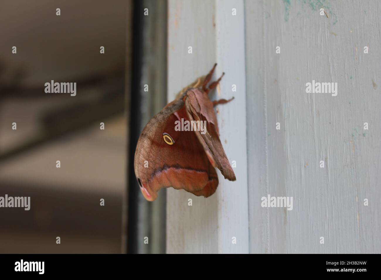 Polyphemus antheraea polyphemus Banque de photographies et d’images à ...