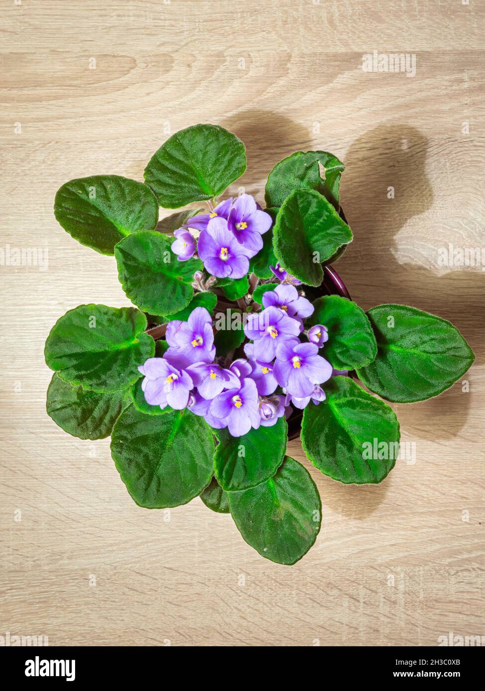 Saintpaulia ionantha violette africaine Banque d'image et photos - Alamy