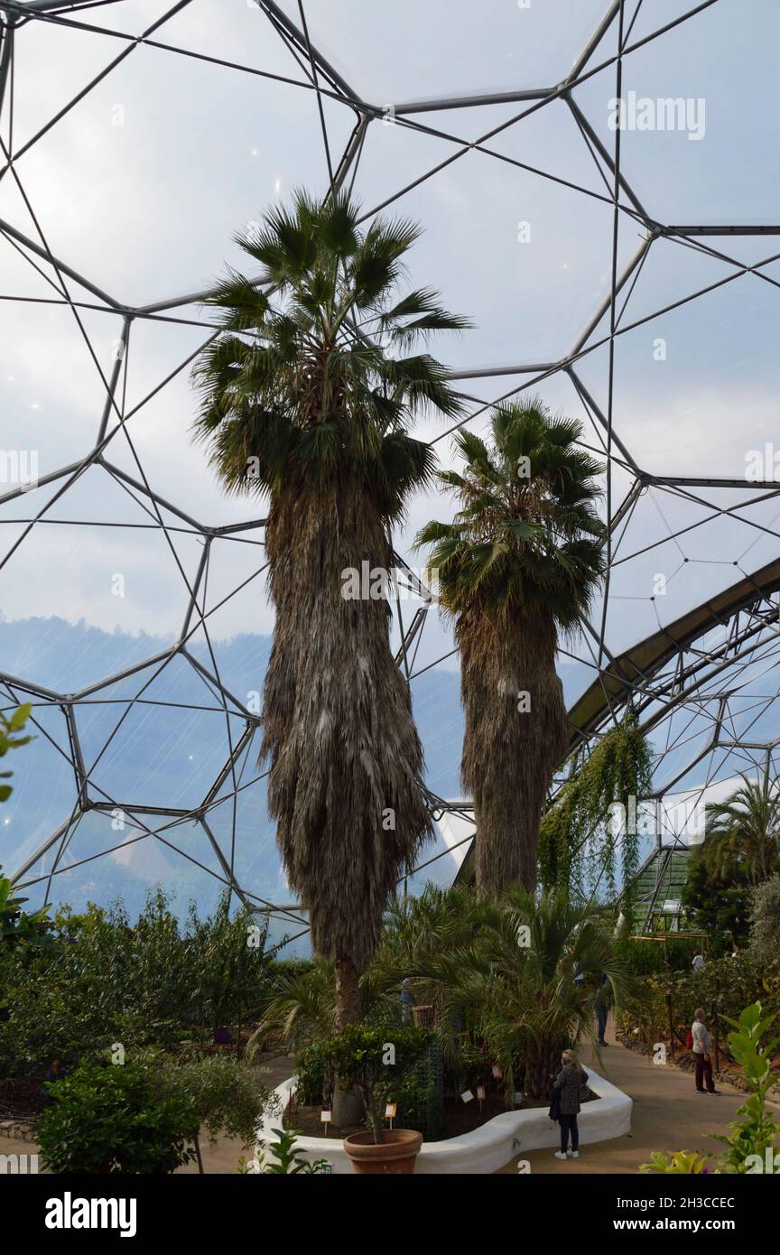 Eden project palm tree Banque de photographies et d’images à haute ...