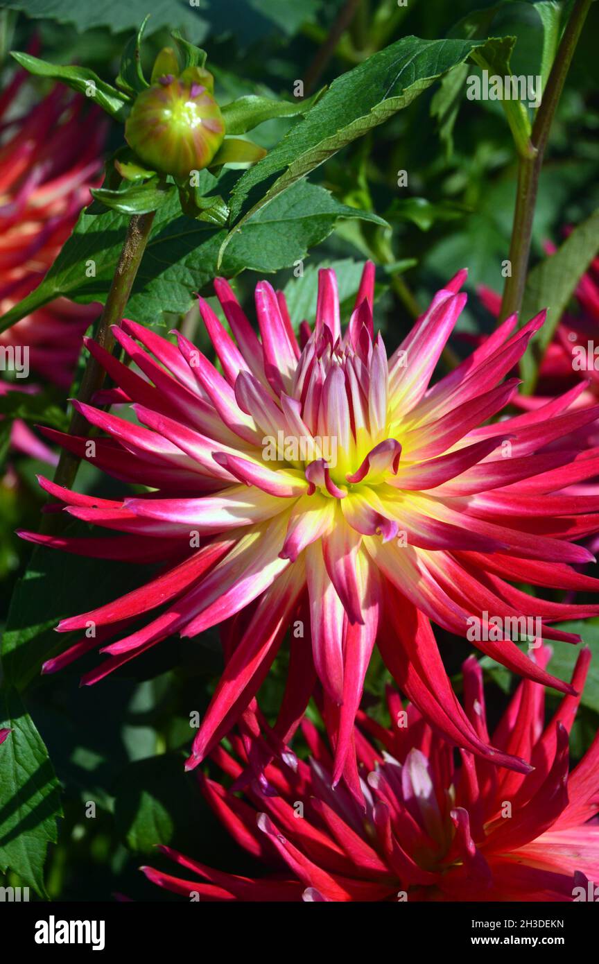 Bora bora flower Banque de photographies et d’images à haute résolution ...