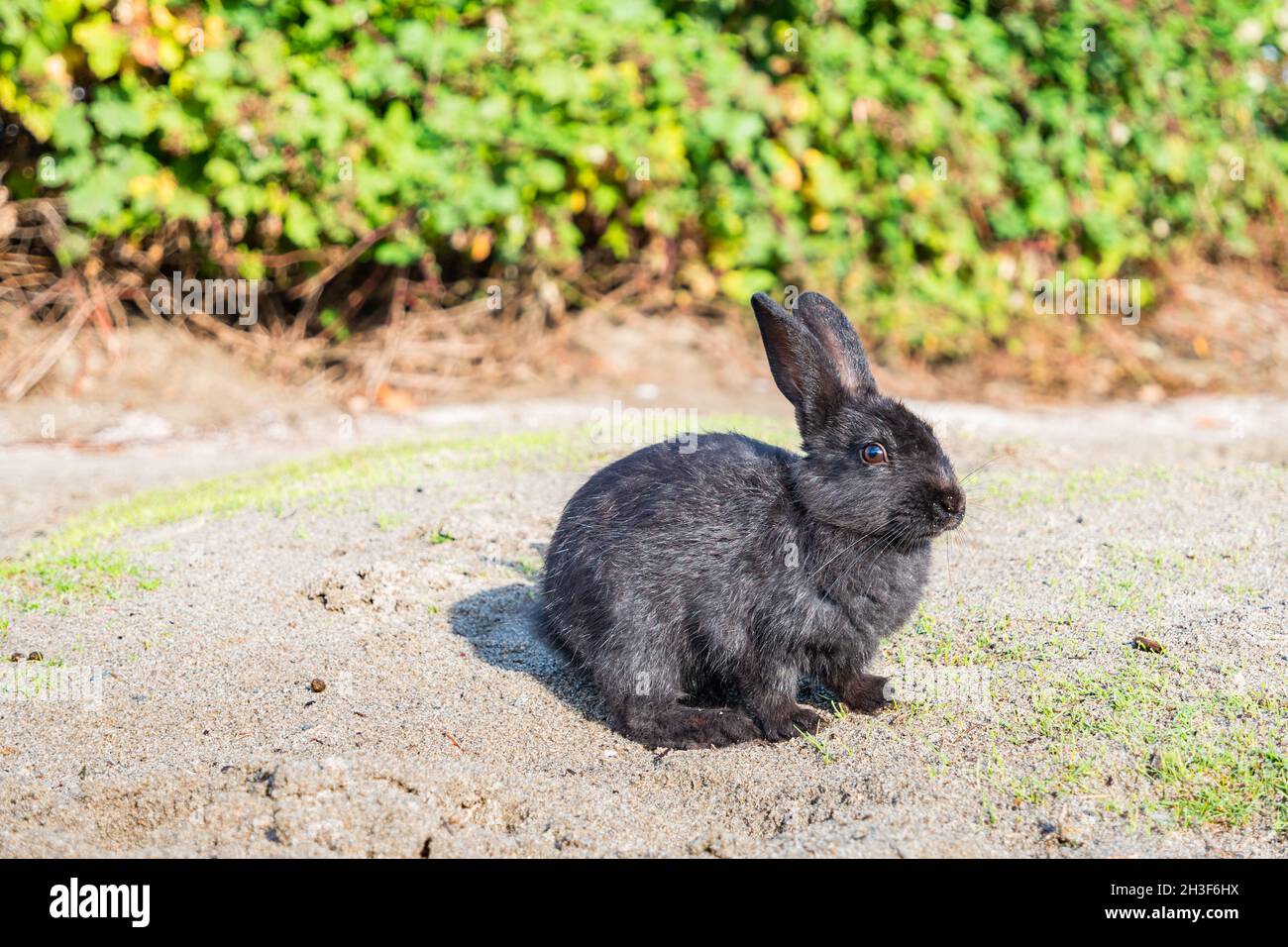 Lapin sauvage noir Banque de photographies et d’images à haute ...