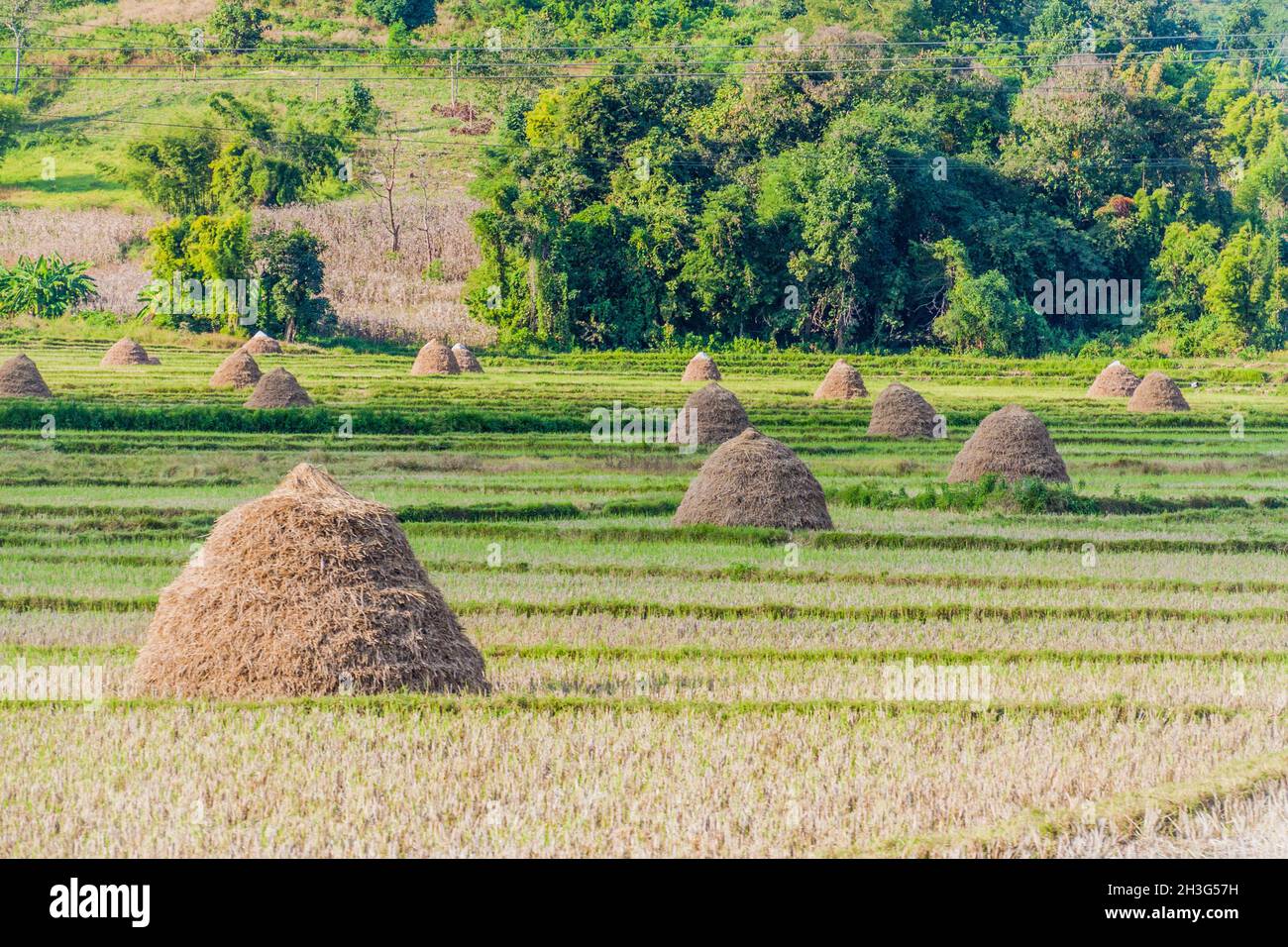Piles de paille de riz Banque de photographies et d’images à haute ...