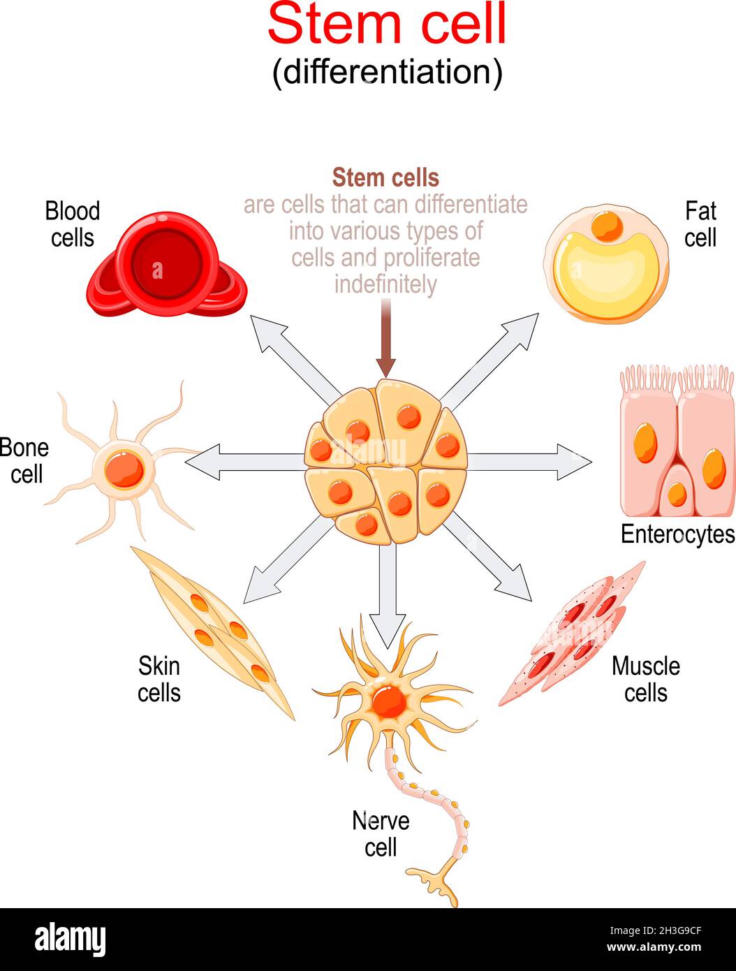 Différenciation des cellules souches.Les cellules souches sont des ...