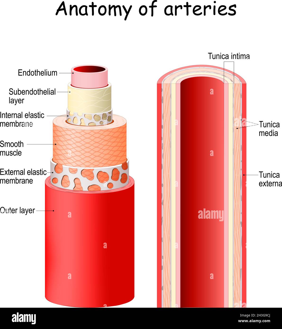Section transversale de l'artère Banque de photographies et d’images à ...