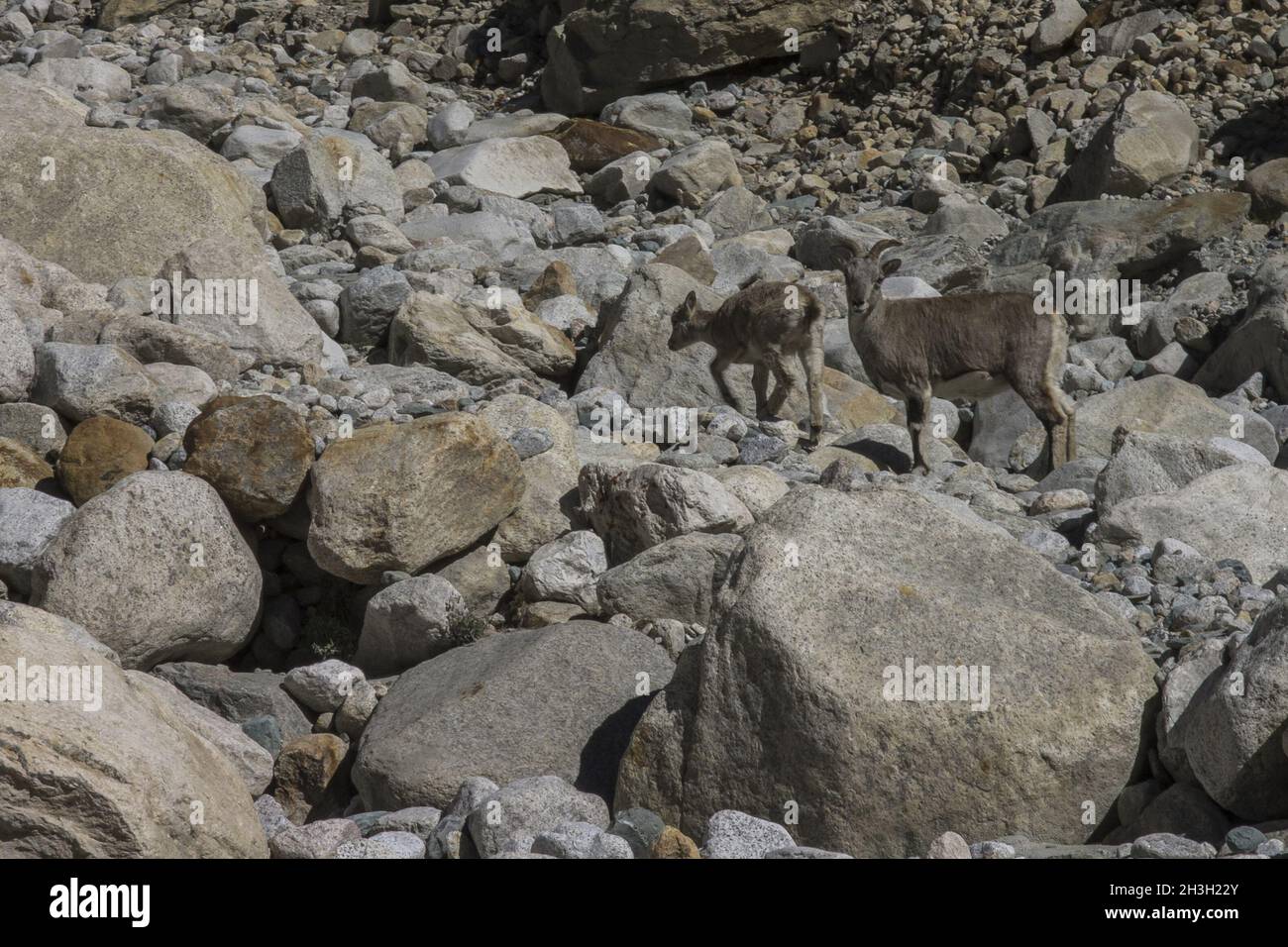 Mouton de l'himalaya Banque de photographies et d’images à haute ...