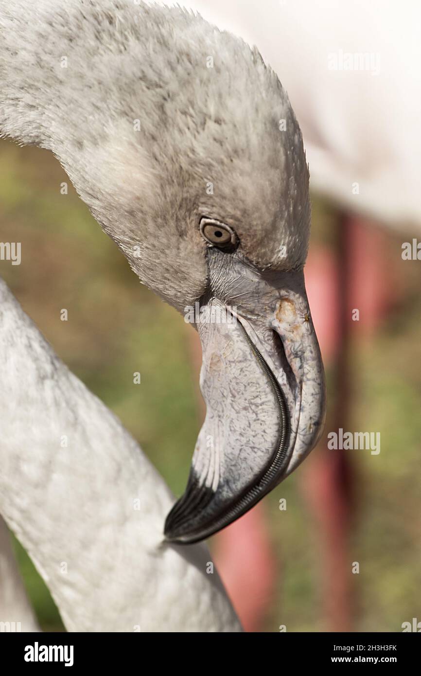 Flamant gris Banque de photographies et d’images à haute résolution - Alamy
