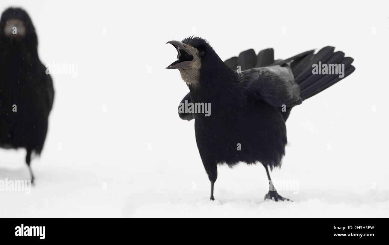 Wild rook Banque de photographies et d’images à haute résolution - Alamy