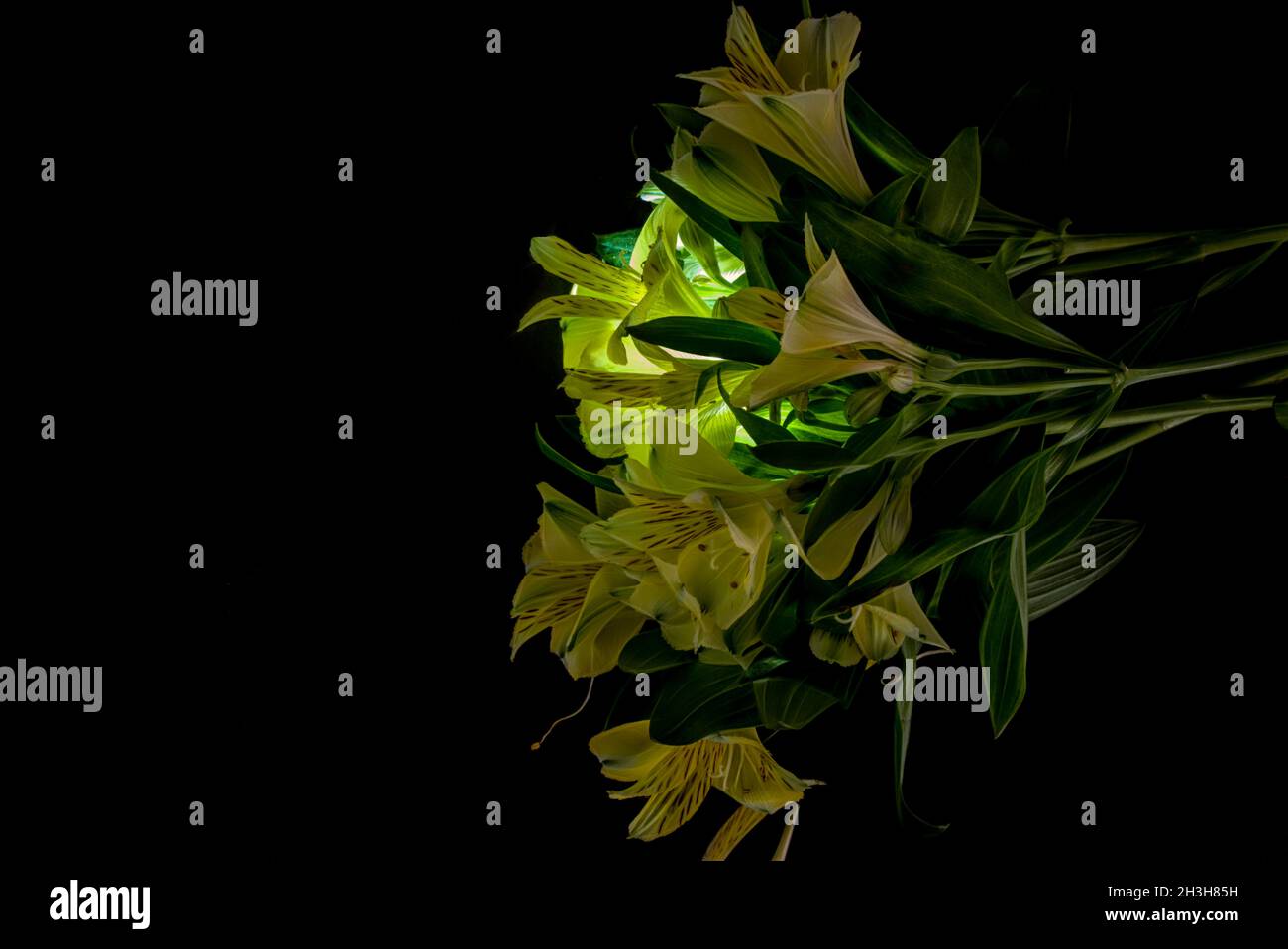 Feuilles de contre jour et fleurs jaunes Banque de photographies et d ...