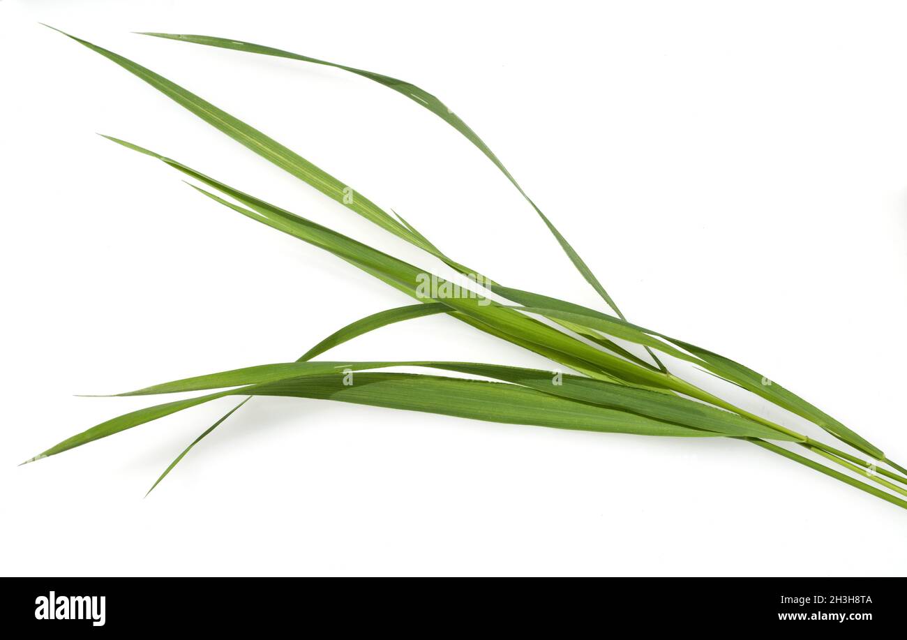 Agropyron repens Banque de photographies et d’images à haute résolution ...