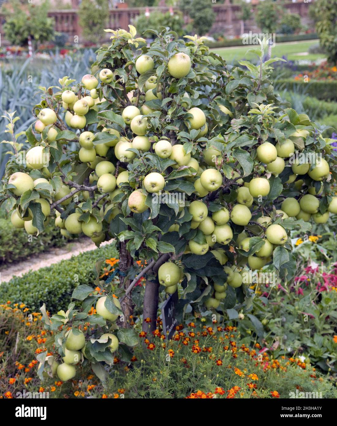 Pommier nain Banque de photographies et d’images à haute résolution - Alamy