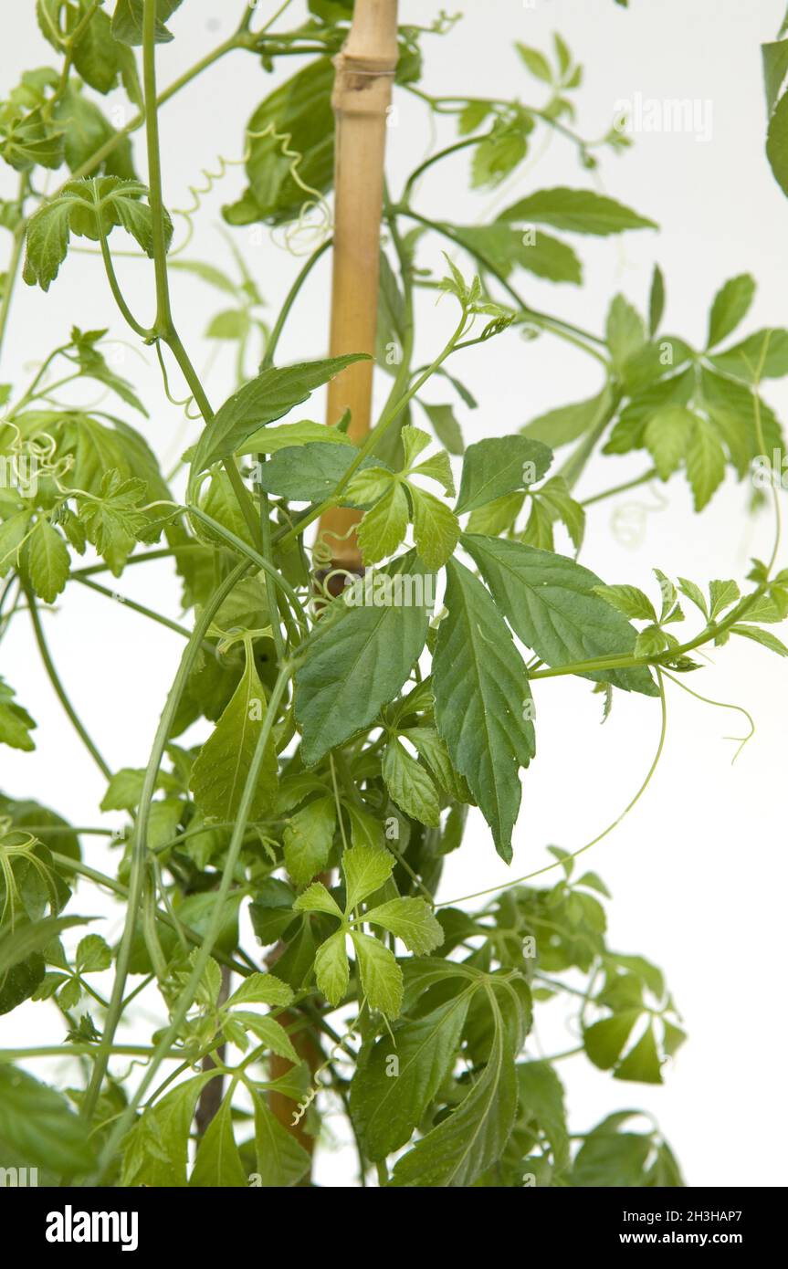 Jiaogulan gynostemma pentaphyllum Banque de photographies et d’images à ...