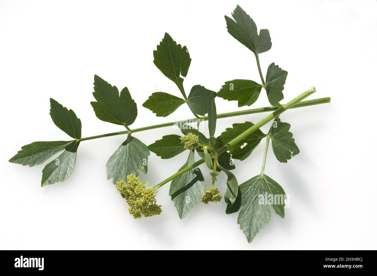 Black lovage Banque de photographies et d’images à haute résolution - Alamy