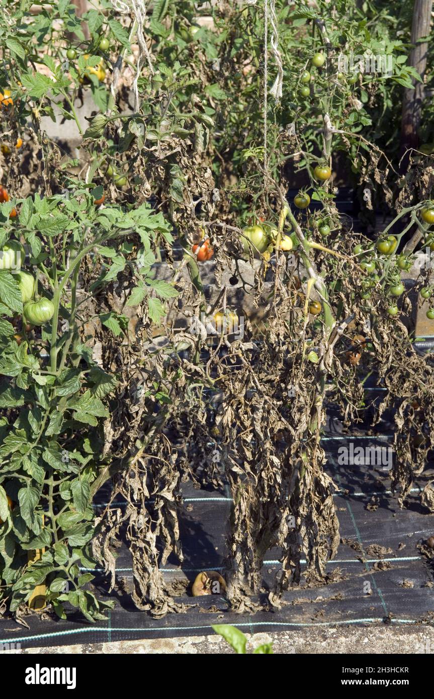 Maladies de la tomate Banque de photographies et d’images à haute ...