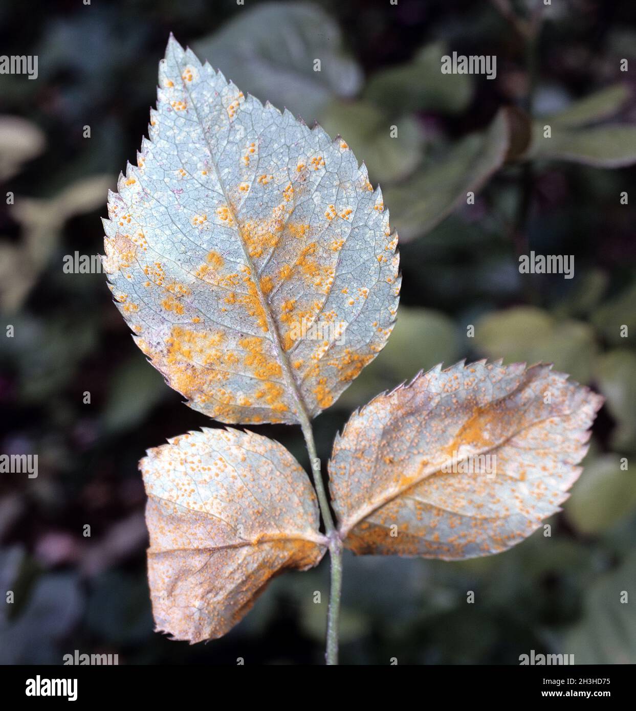 Rose diseases Banque de photographies et d’images à haute résolution ...