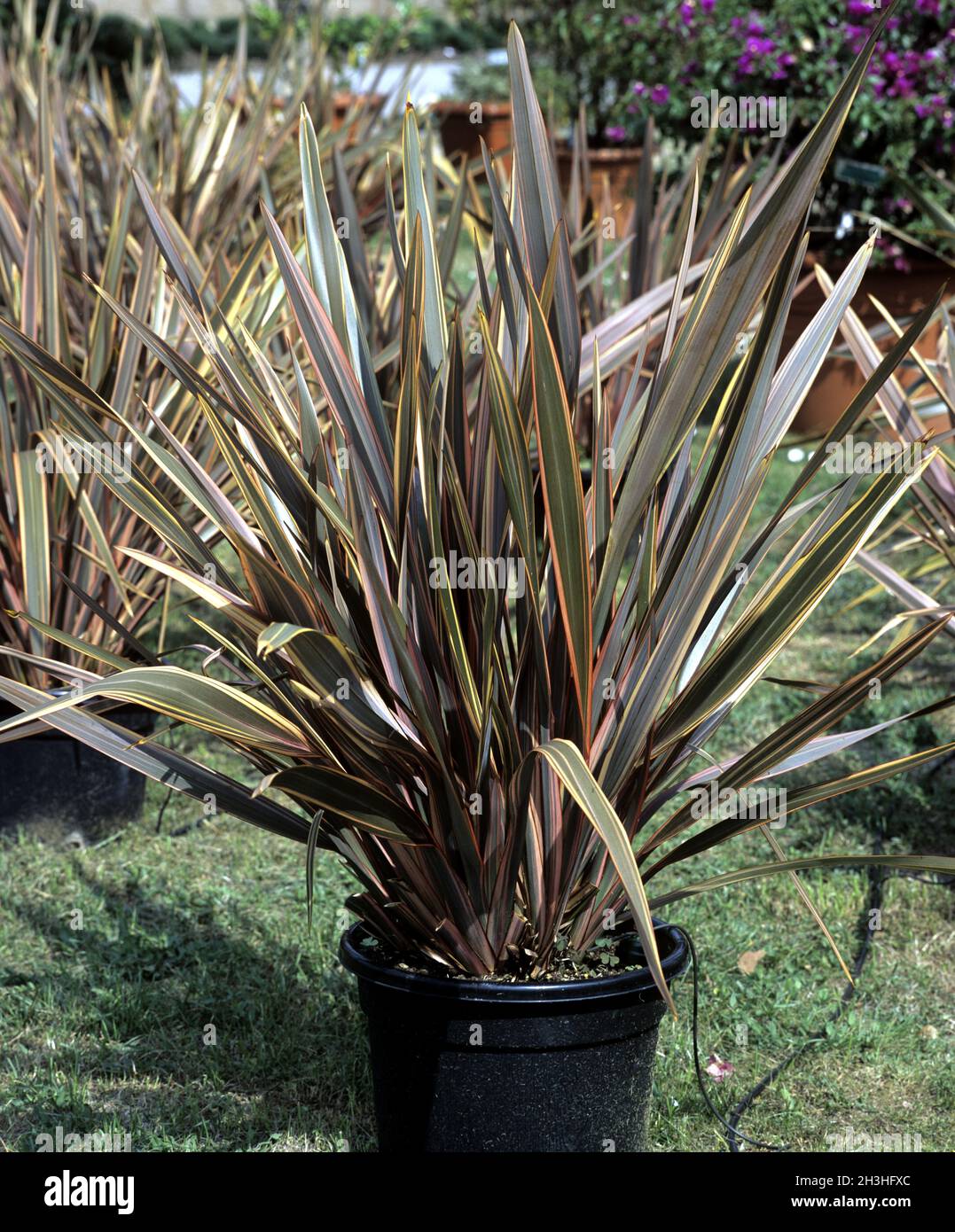Phormium tenax with flowers Banque de photographies et d’images à haute ...