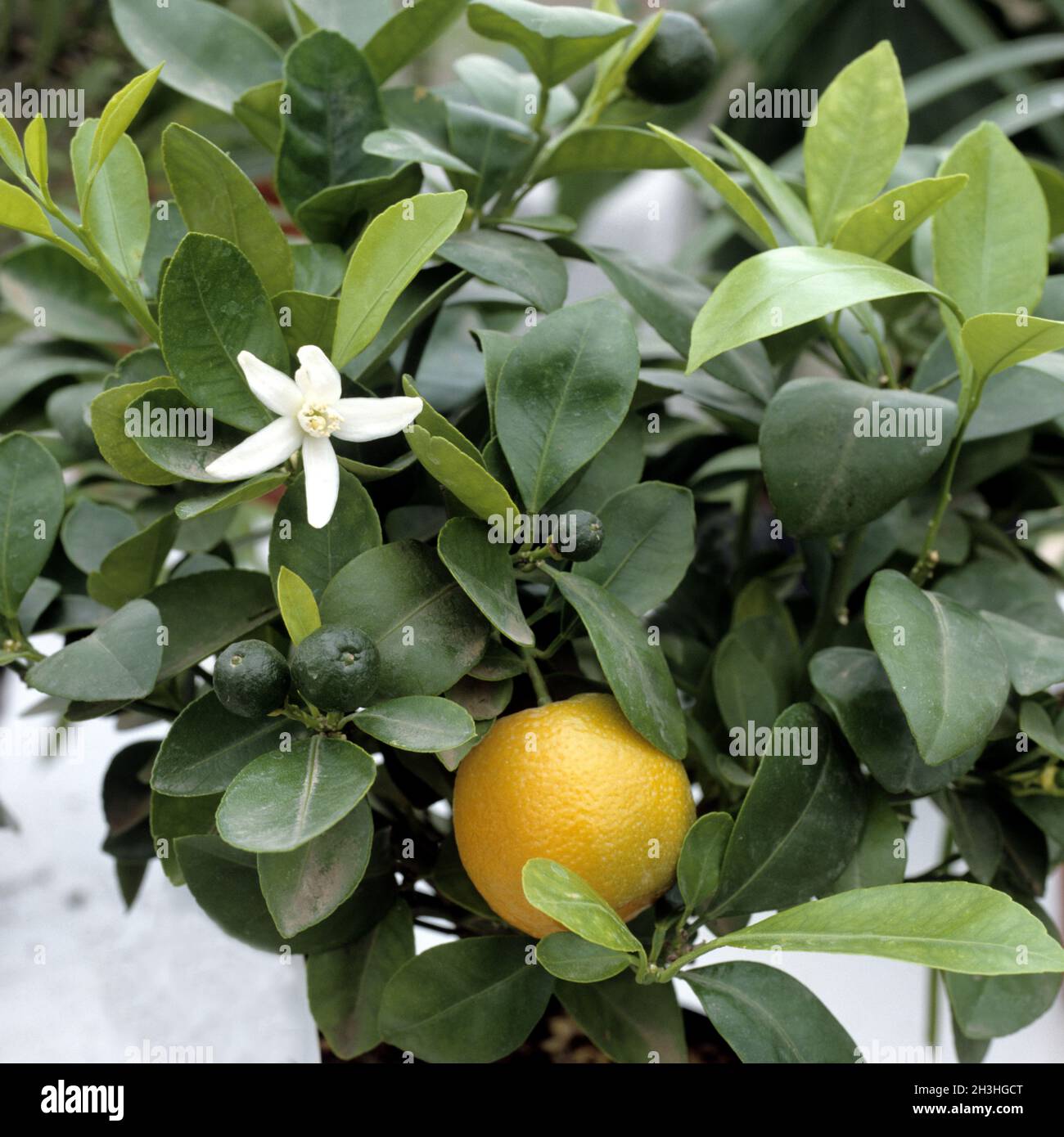 Oranger citrus sinensis Banque de photographies et d’images à haute ...