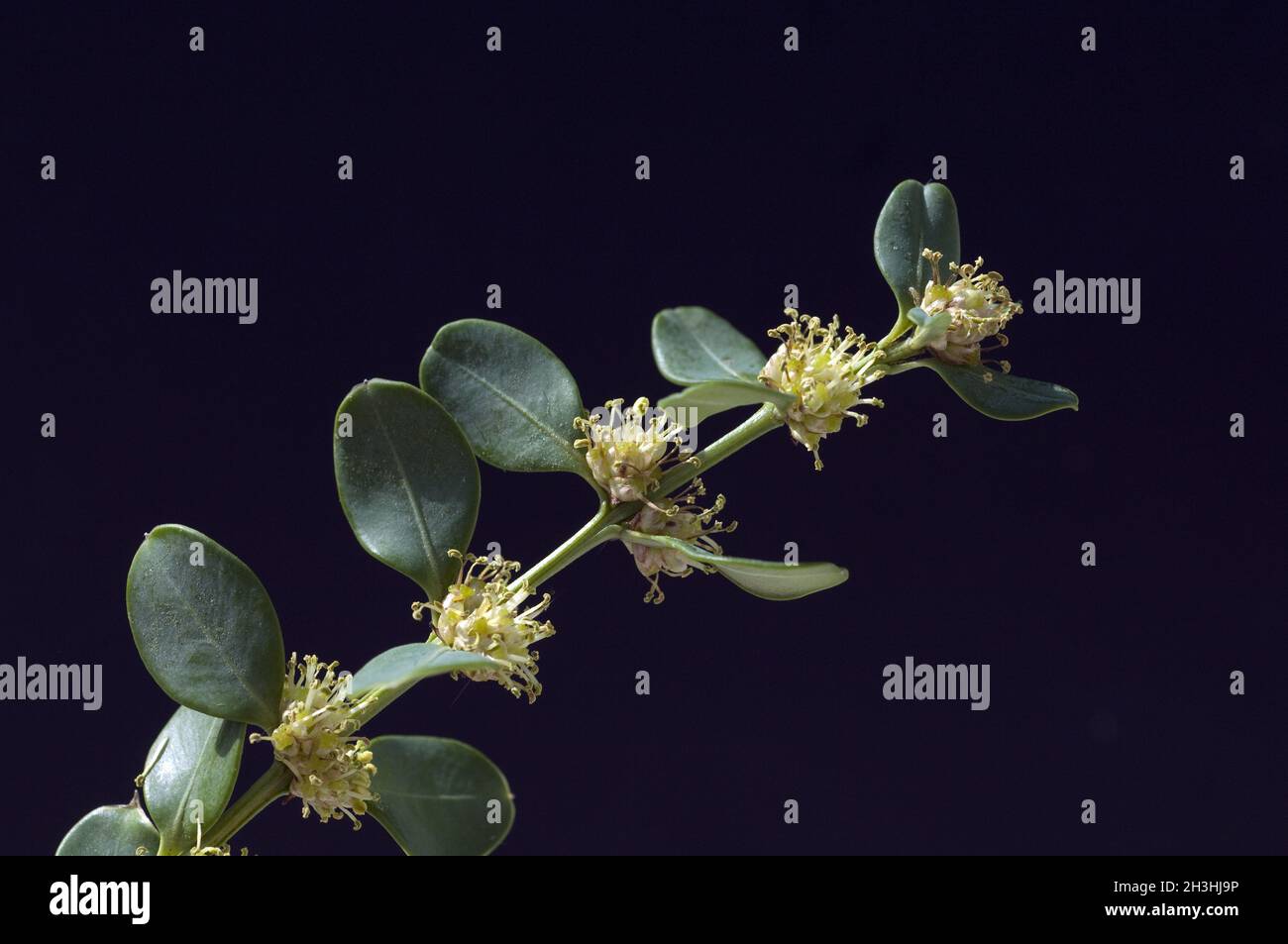 Buxus hecken Banque de photographies et d’images à haute résolution - Alamy
