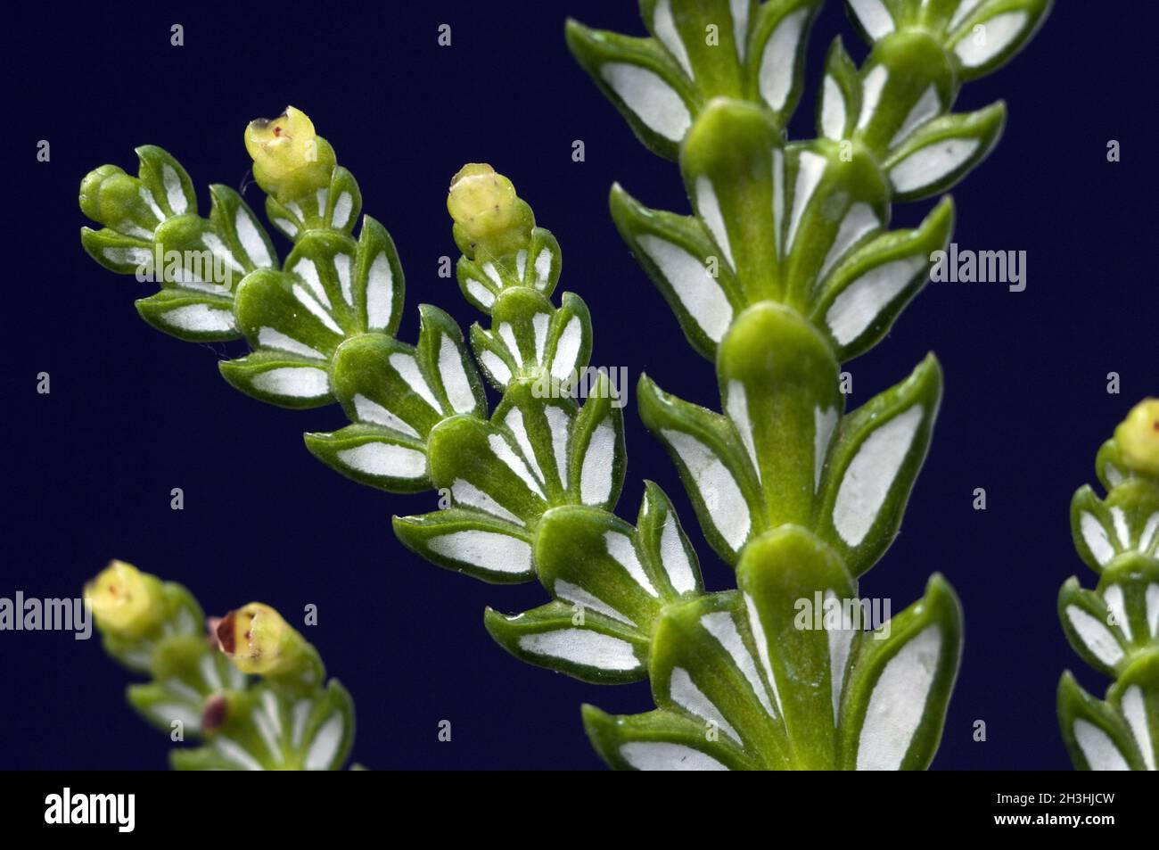 Arbre hiba Banque de photographies et d’images à haute résolution - Alamy