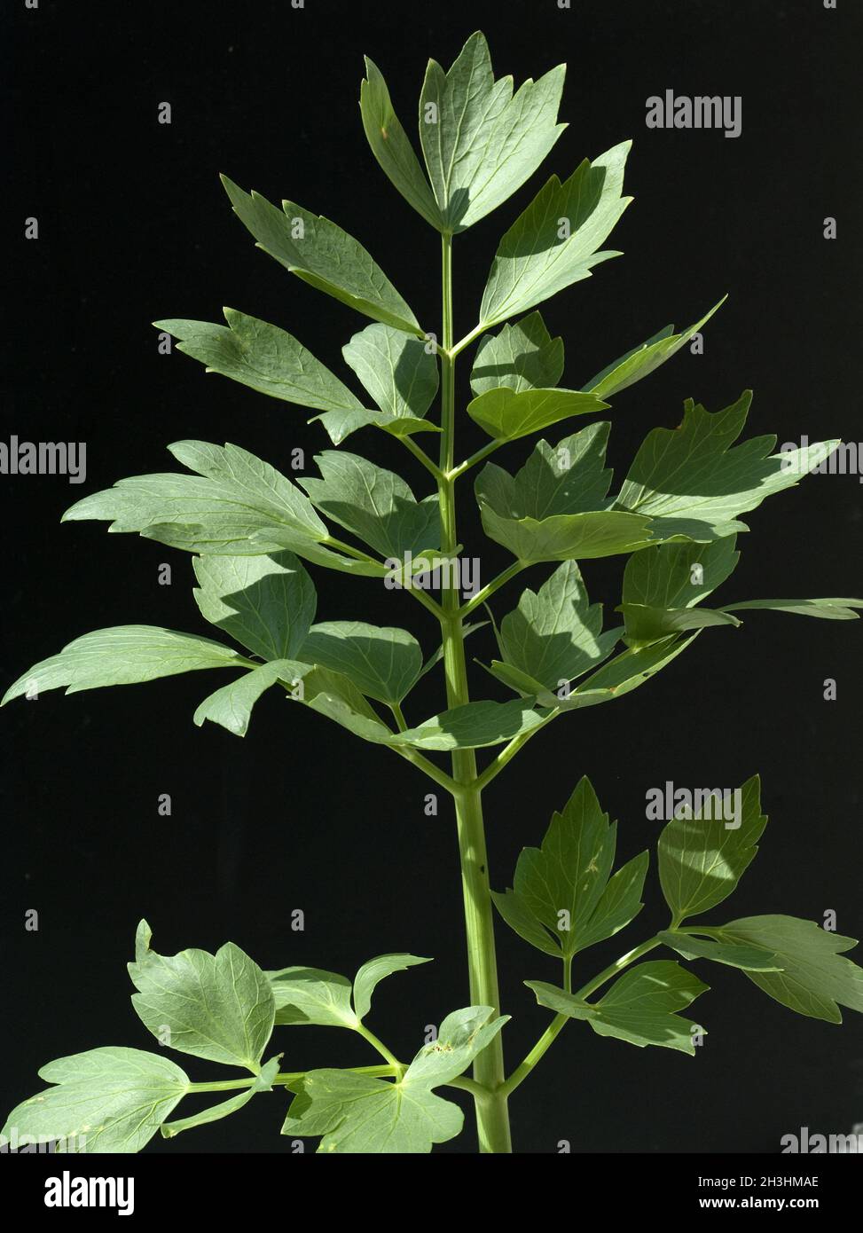 Black lovage Banque de photographies et d’images à haute résolution - Alamy