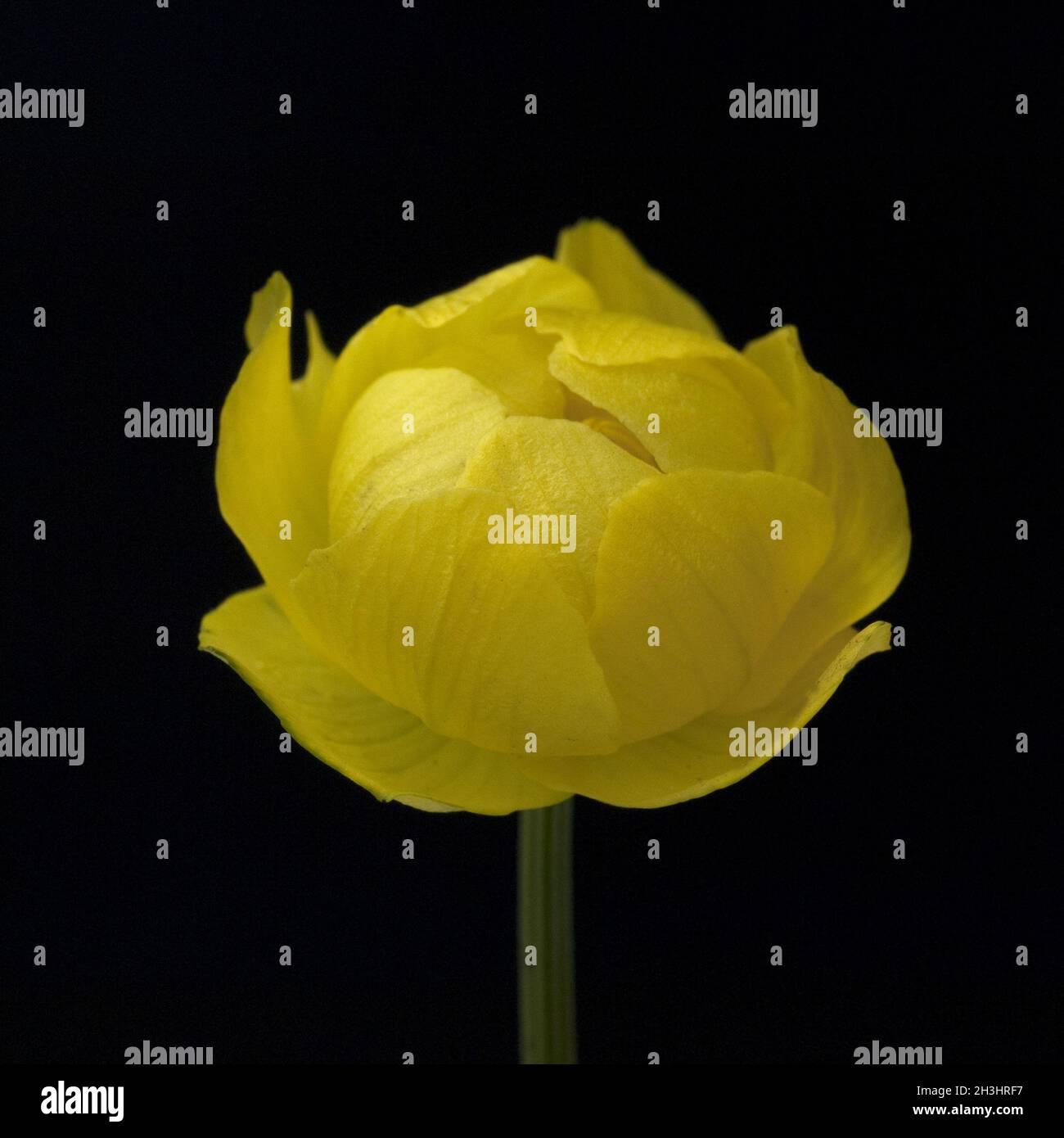 Troll flower Banque de photographies et d’images à haute résolution - Alamy