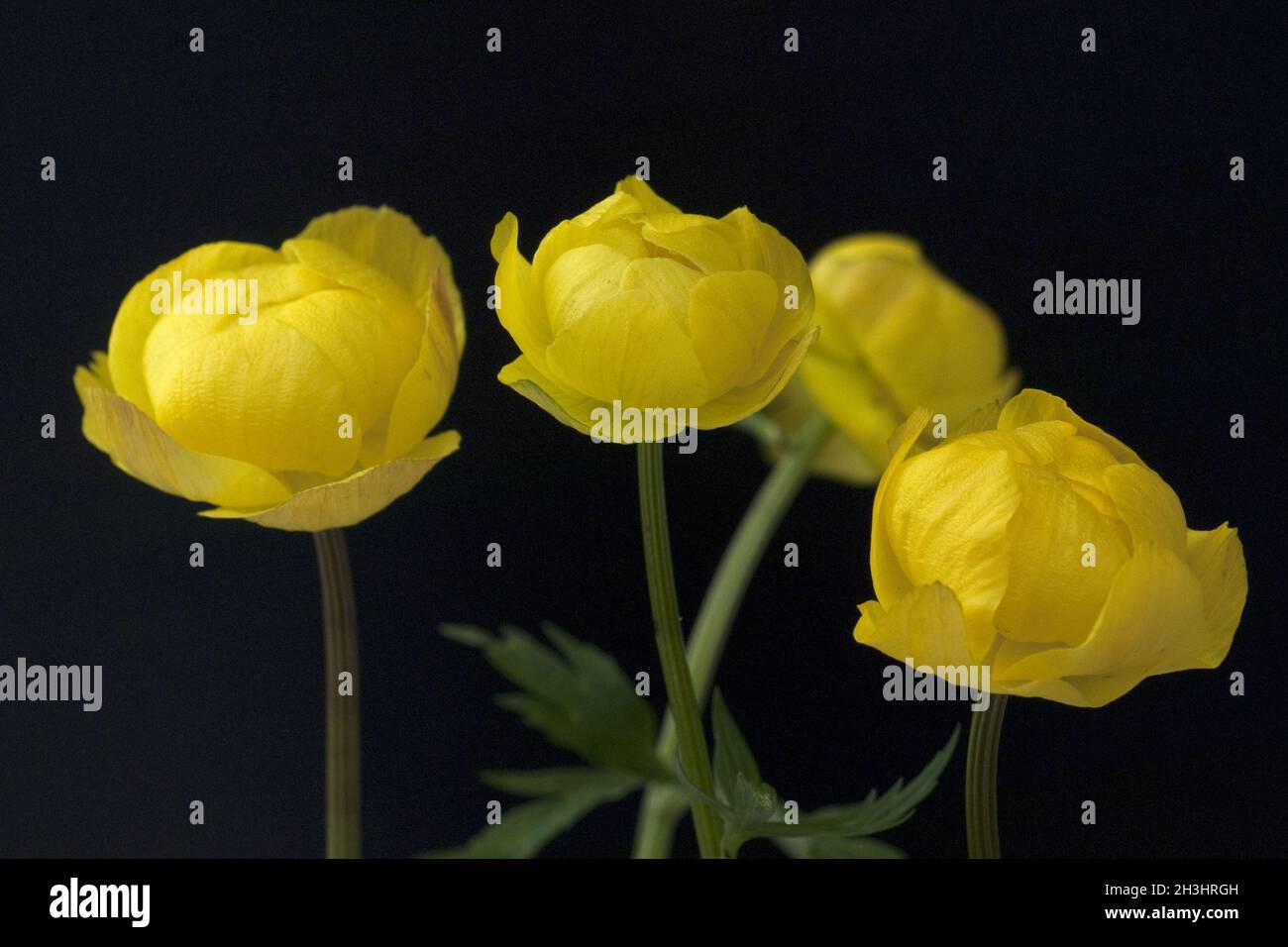 Troll flower Banque de photographies et d’images à haute résolution - Alamy