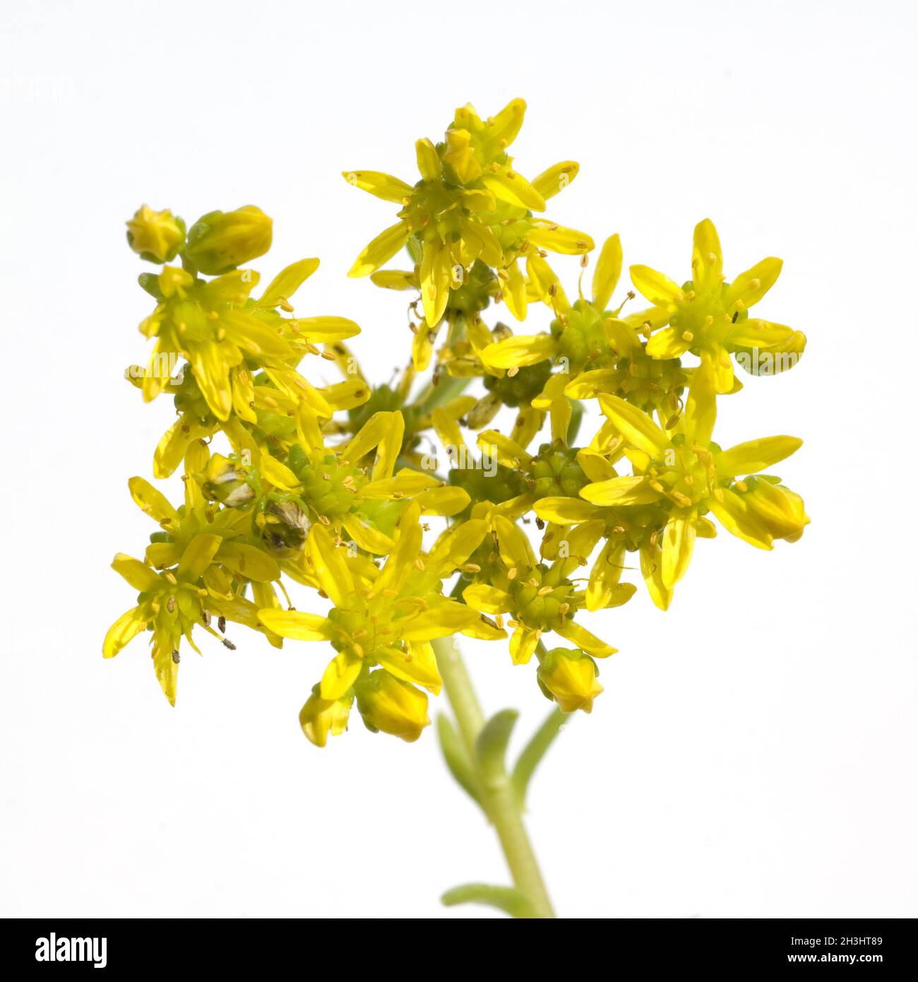 Sedum reflexum Banque d'images détourées - Alamy