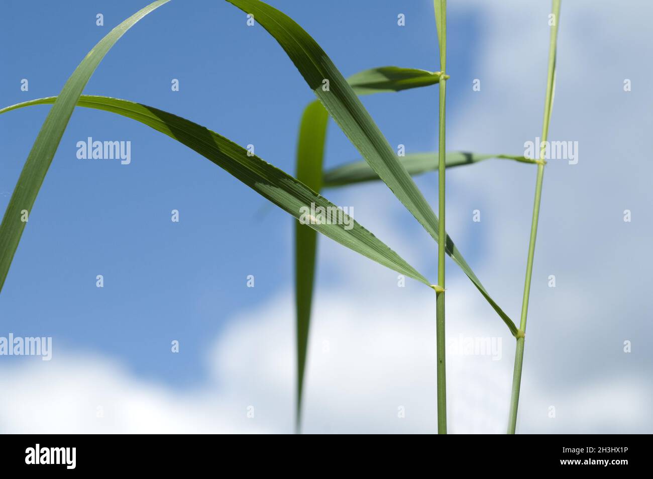 Agropyron repens Banque de photographies et d’images à haute résolution ...