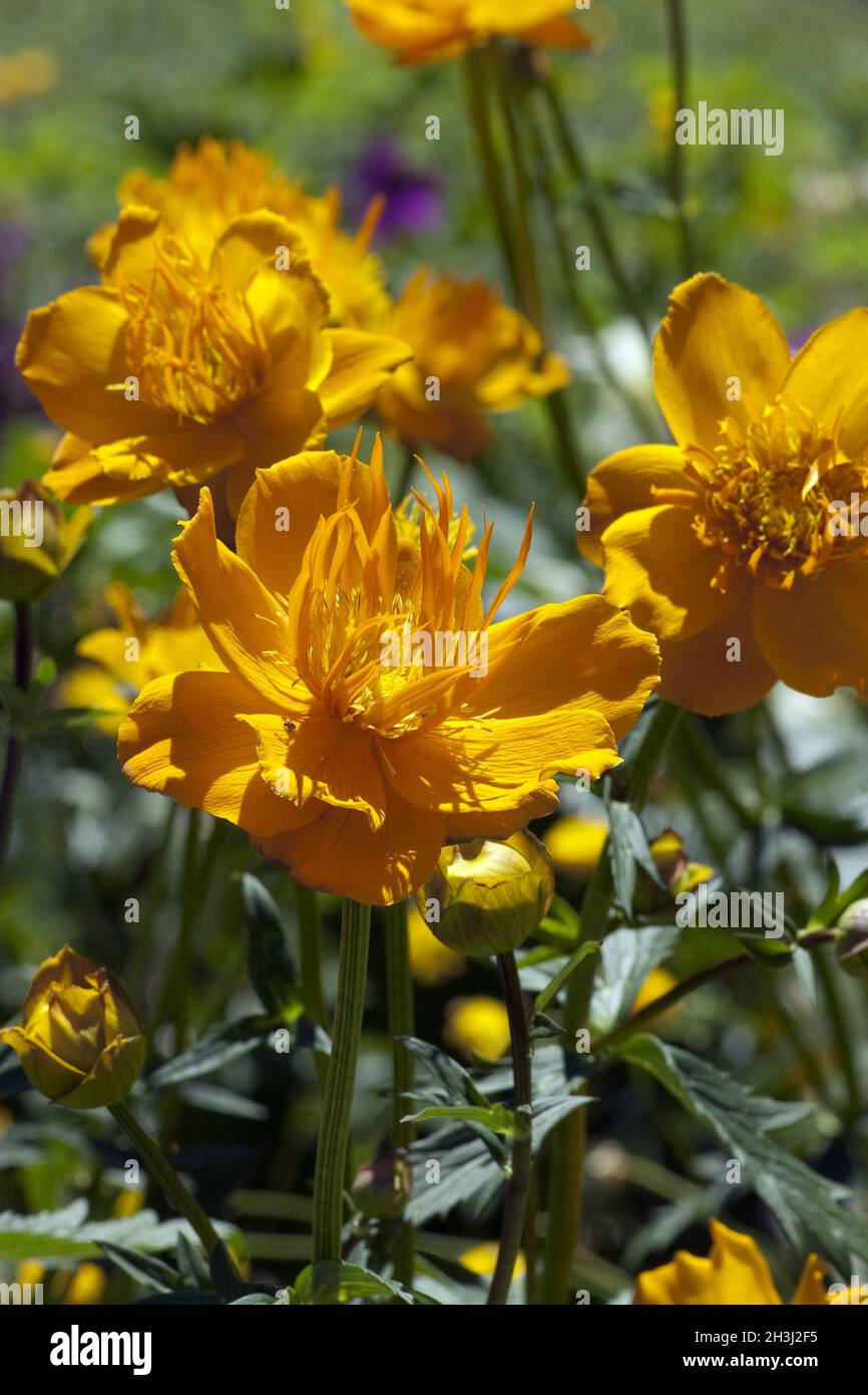 Troll flower Banque de photographies et d’images à haute résolution - Alamy