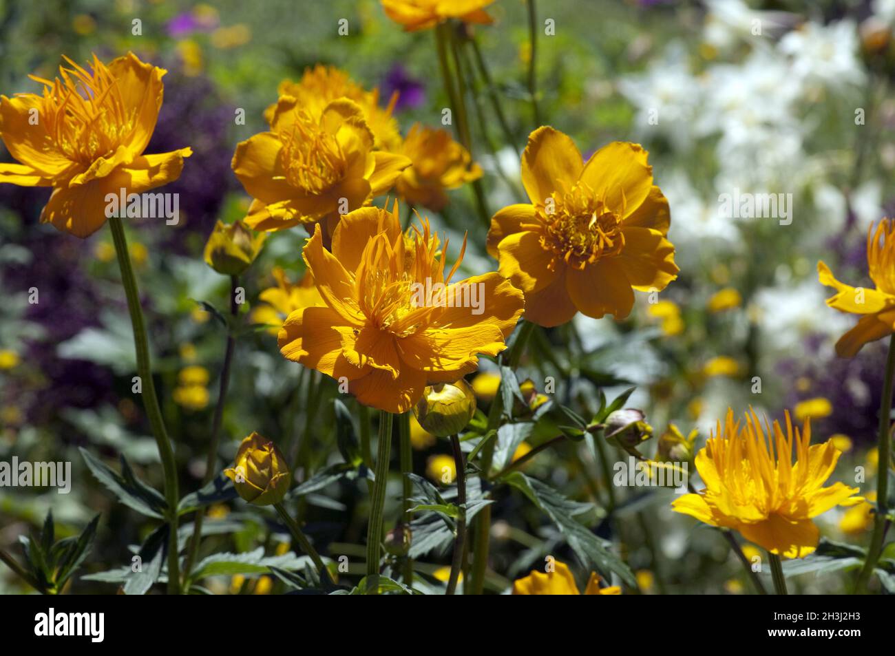 Asiatique, troll flower, trollius, asiaticus Photo Stock - Alamy