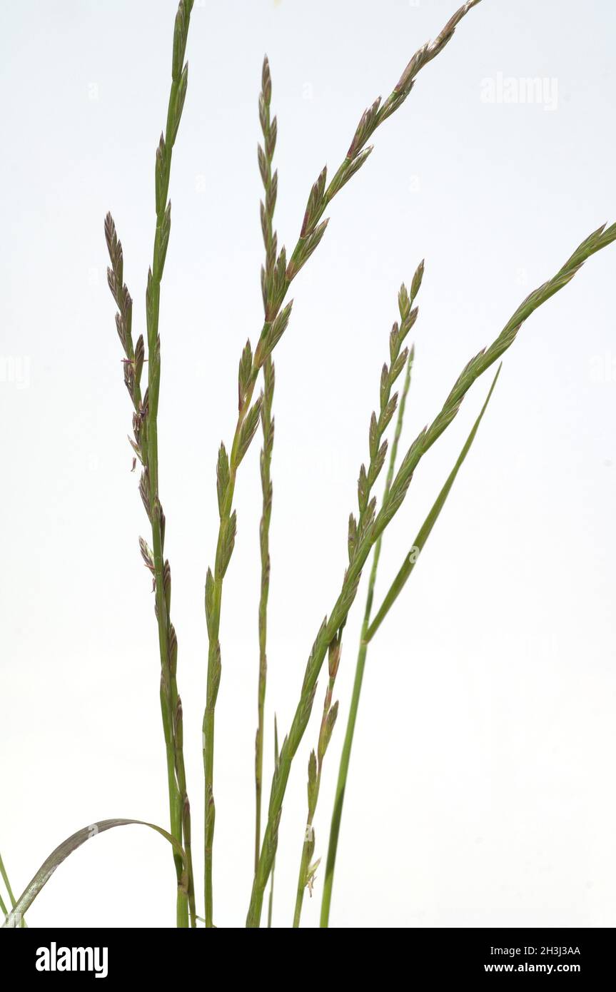 Italienisches raygras Banque de photographies et d’images à haute ...