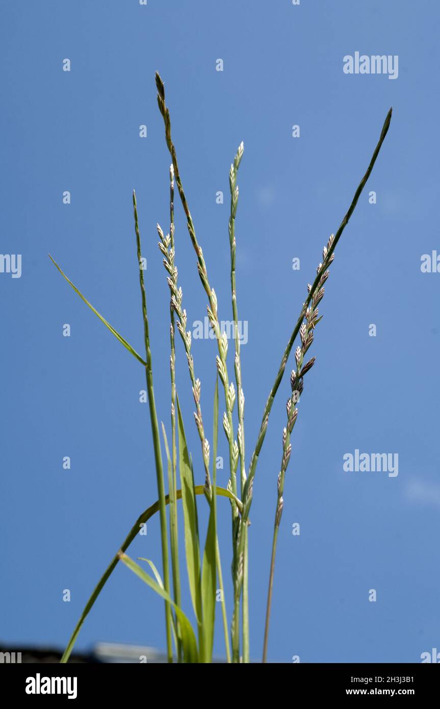 Italienisches raygras Banque de photographies et d’images à haute ...