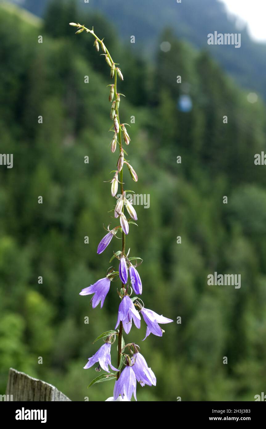 Raiponce Plante Banque d'image et photos - Alamy