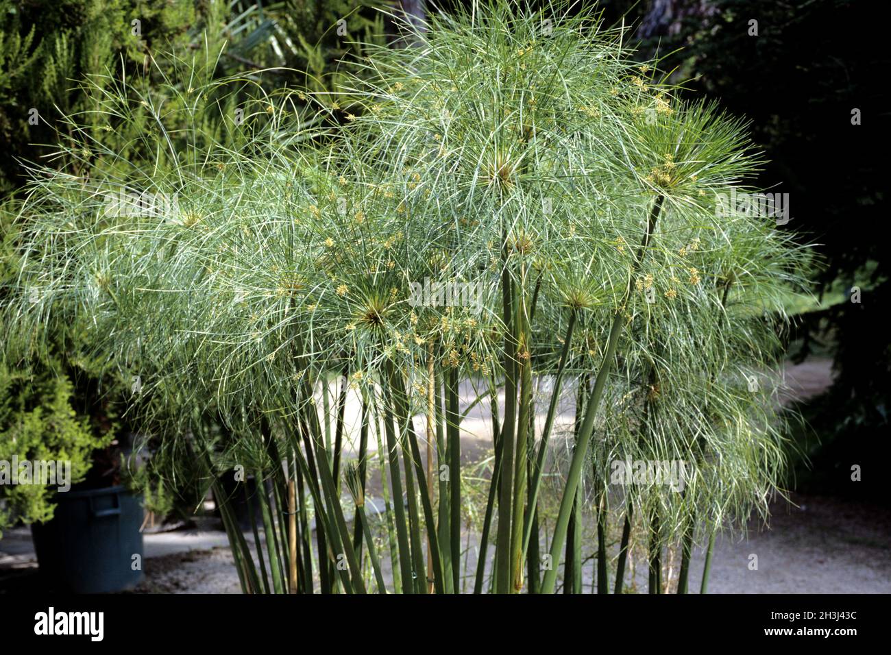 Papyrus marsh Banque de photographies et d’images à haute résolution ...